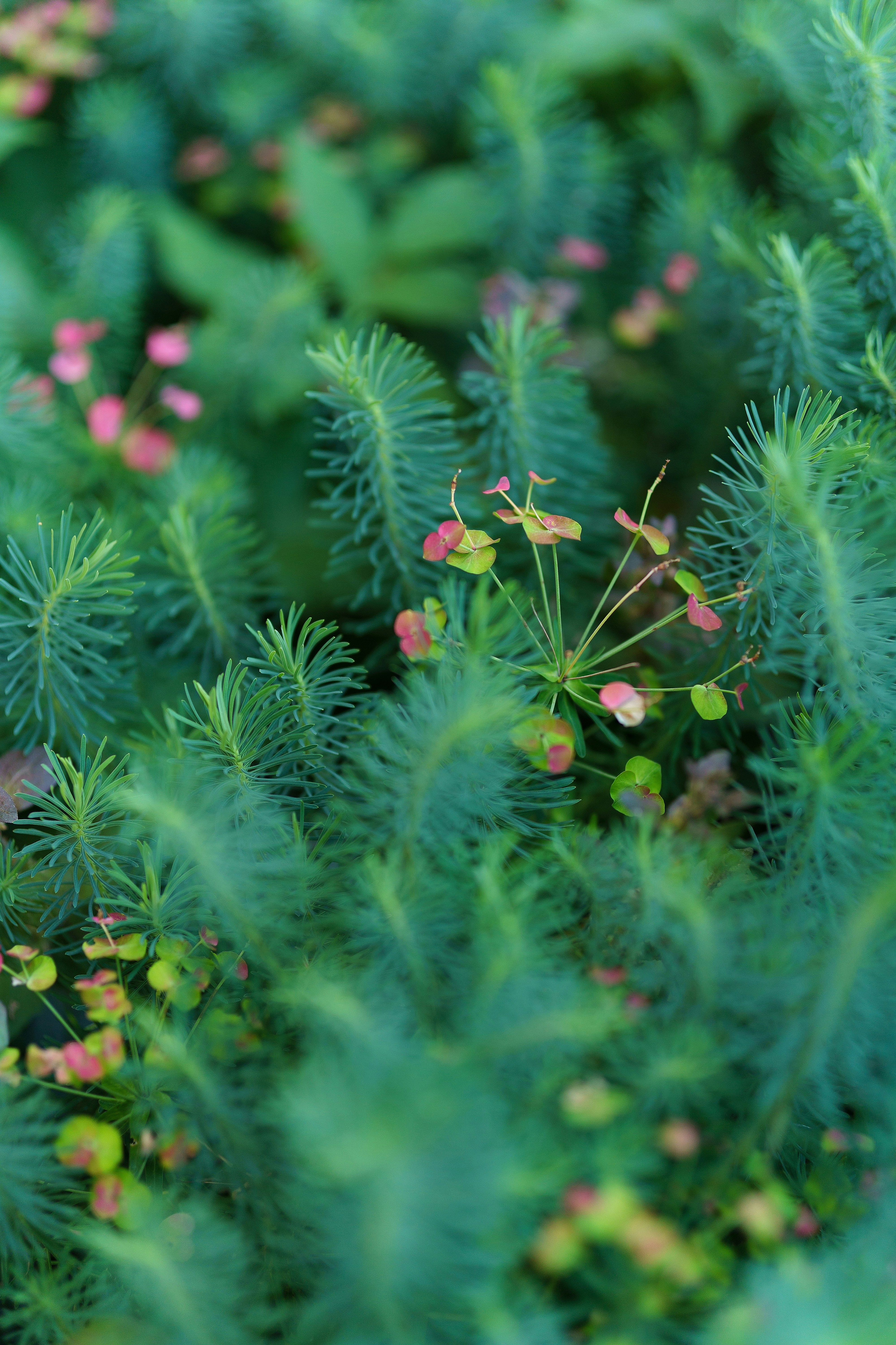 Rosy Seedlets in a Needle-Fern Micro-Landscape
