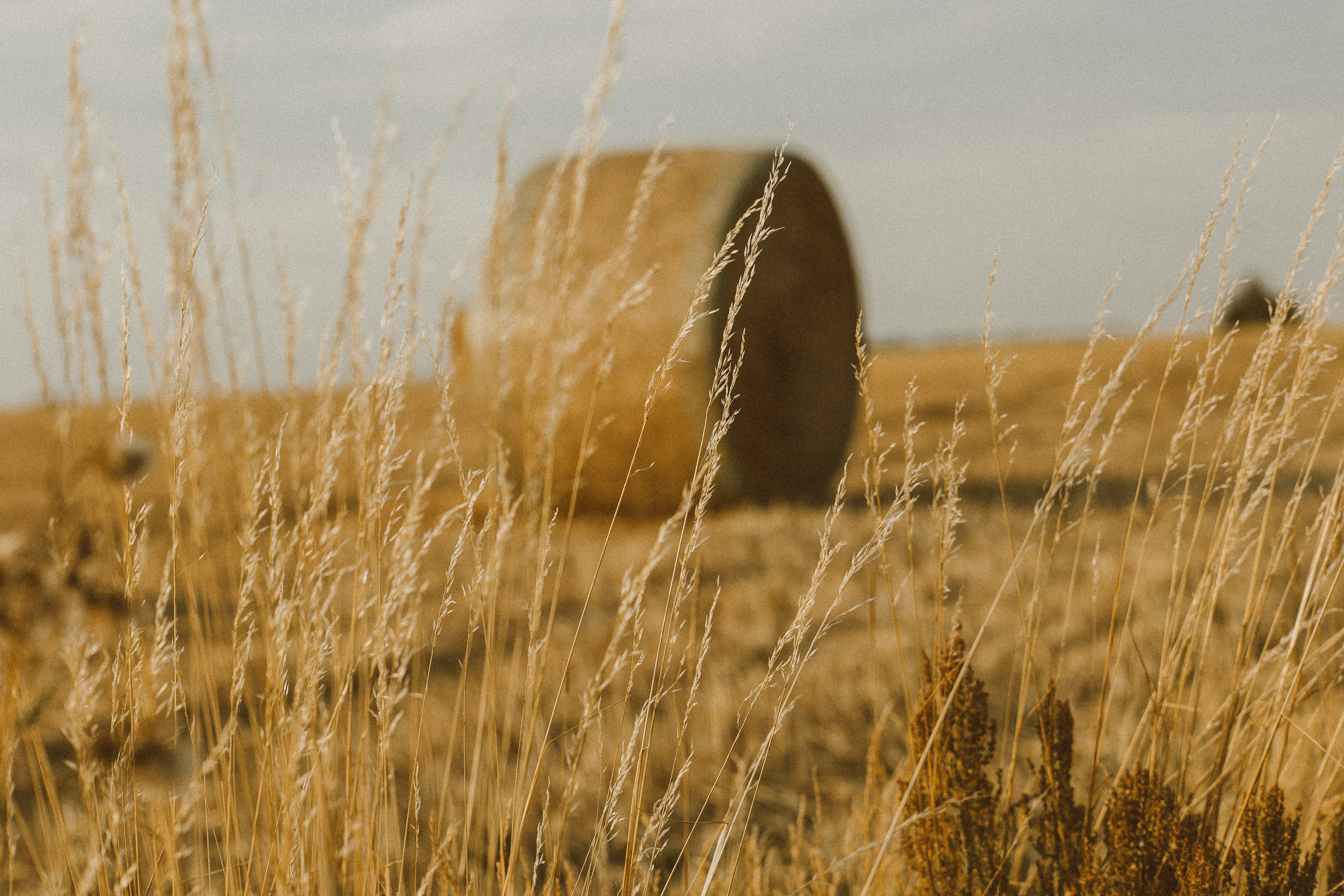 Golden Field Portrait: A Hay Bale Framed by Tall Stalks