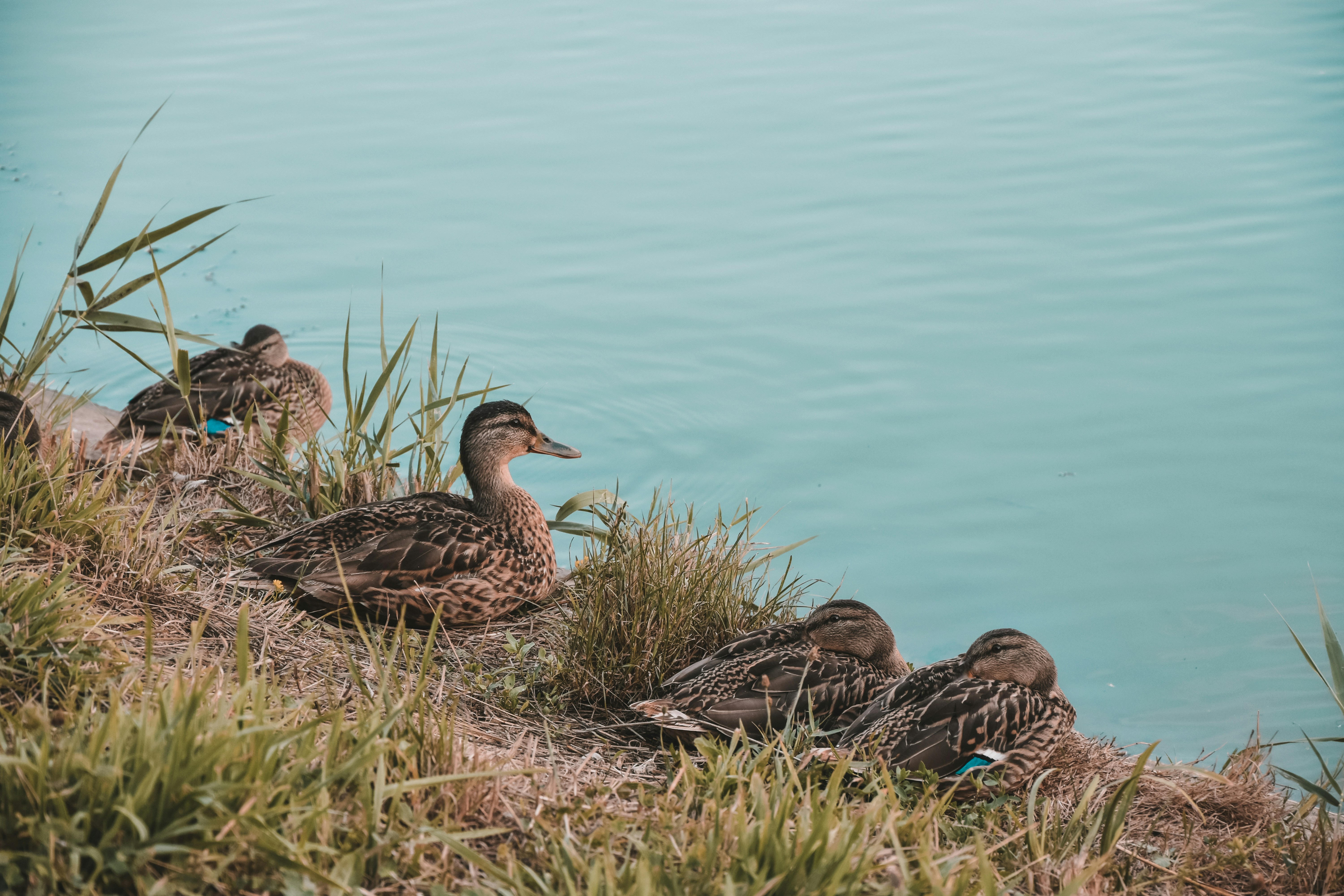 Teal Shoreline: Ducks at the Quiet Grassy Bank
