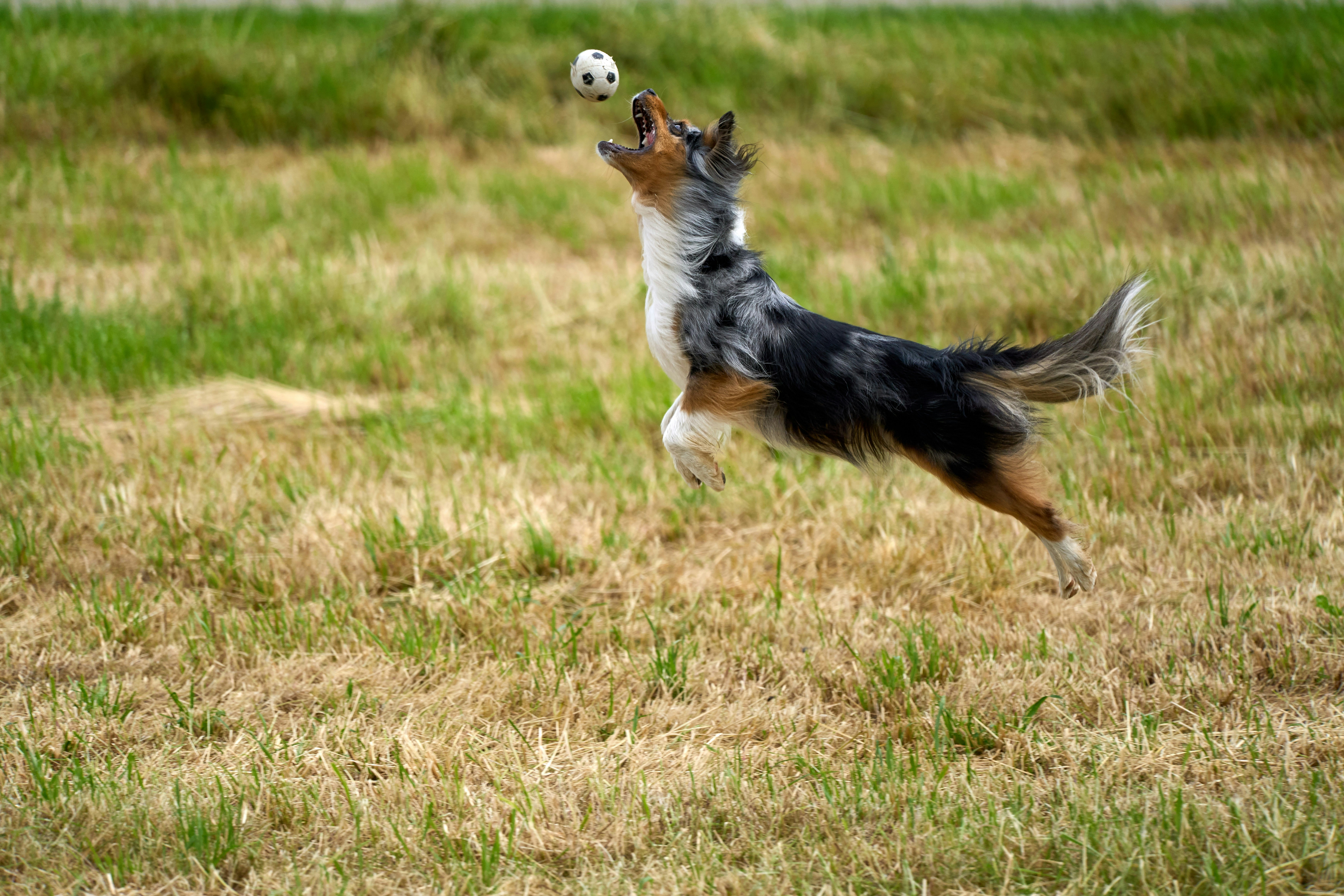 A lively dog leaps into the air, chasing a small ball against a backdrop of golden grass. The scene captures the essence of playful energy.