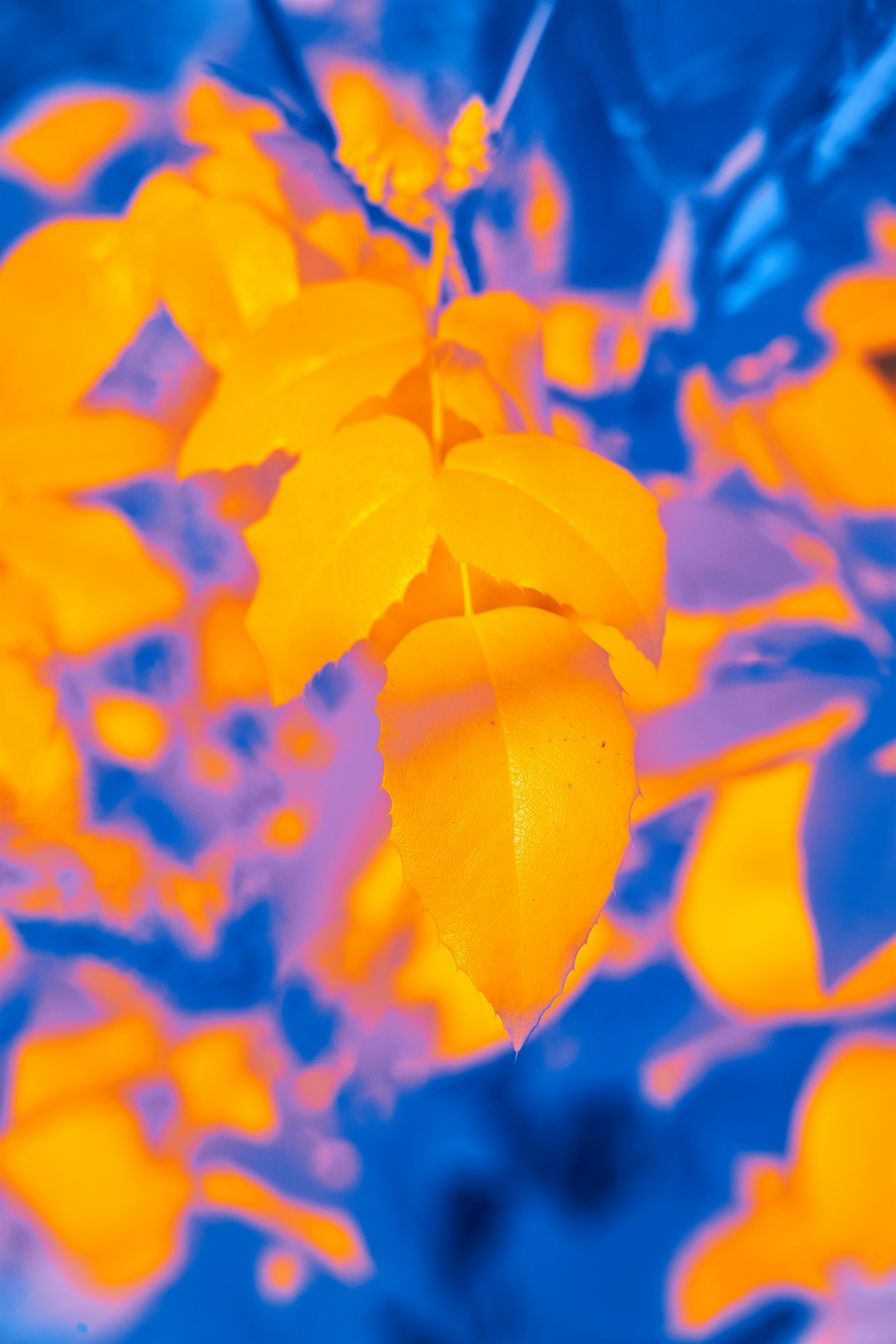 a close up of some flowers