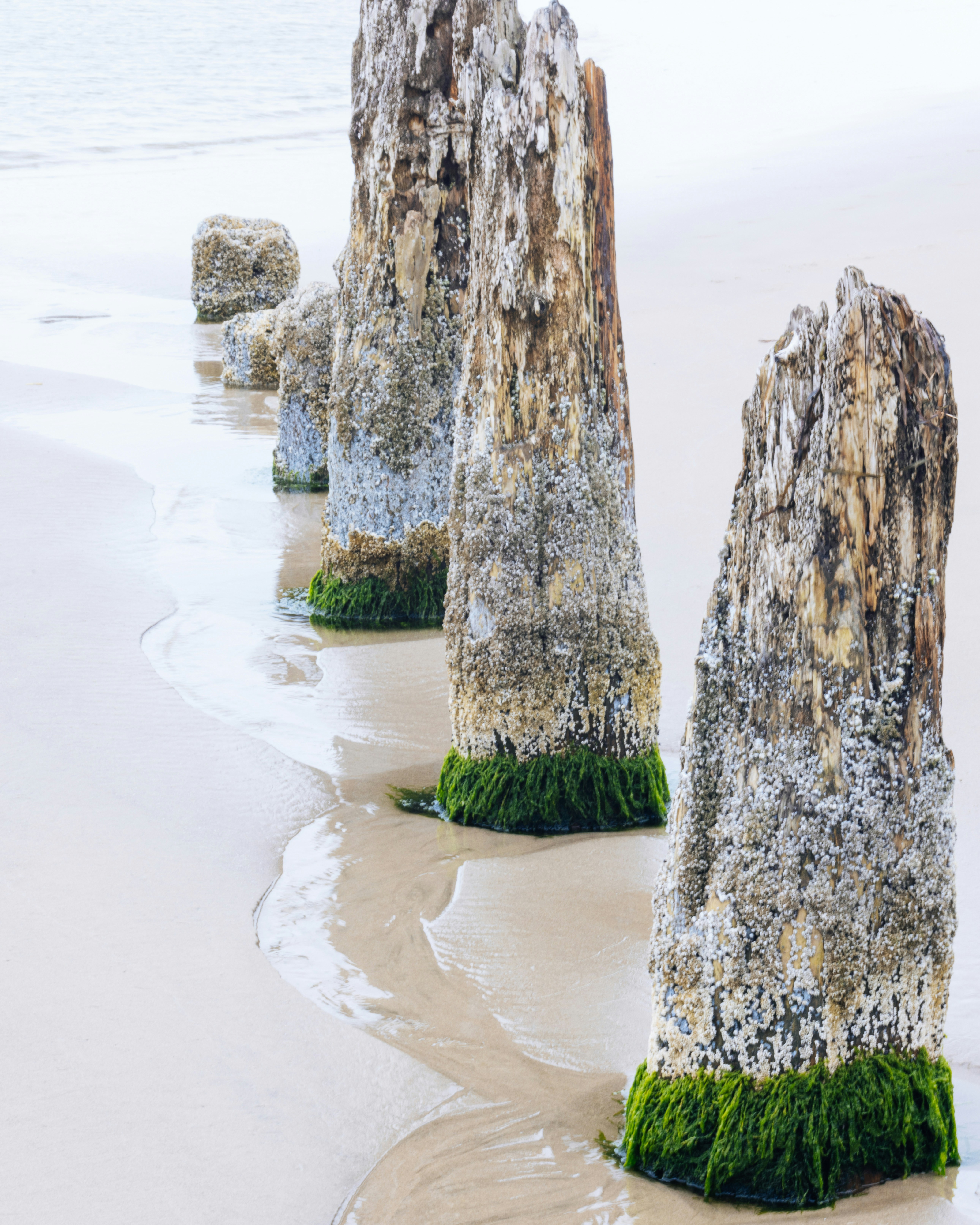 Lichen-Guarded Pilings: Coastal Sentinels Along a Quiet Shore