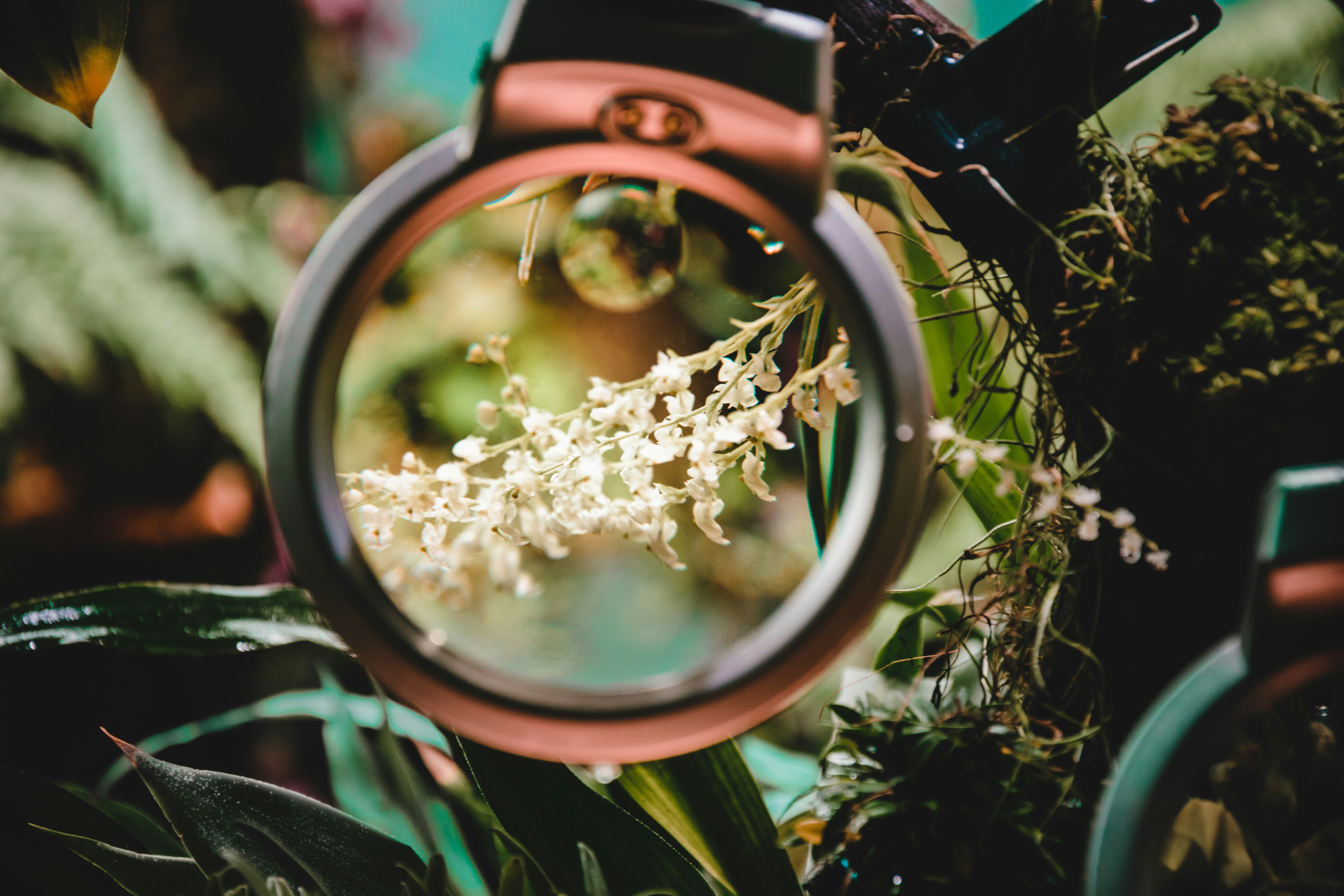 Bloom Framed by a Circular Viewfinder: A Macro Moment in Green
