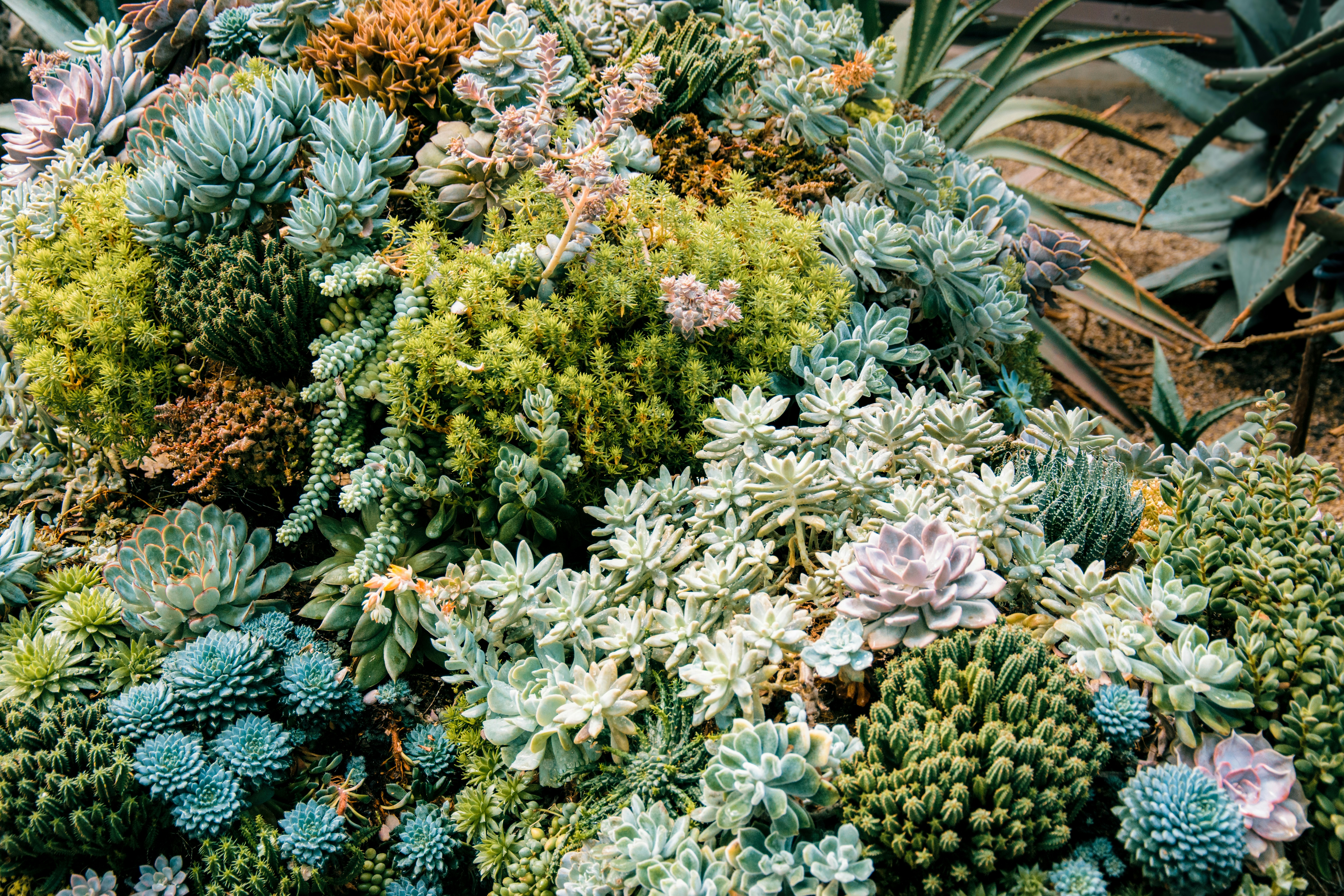 A group of plants with flowers photo – Free Singapore Image on Unsplash