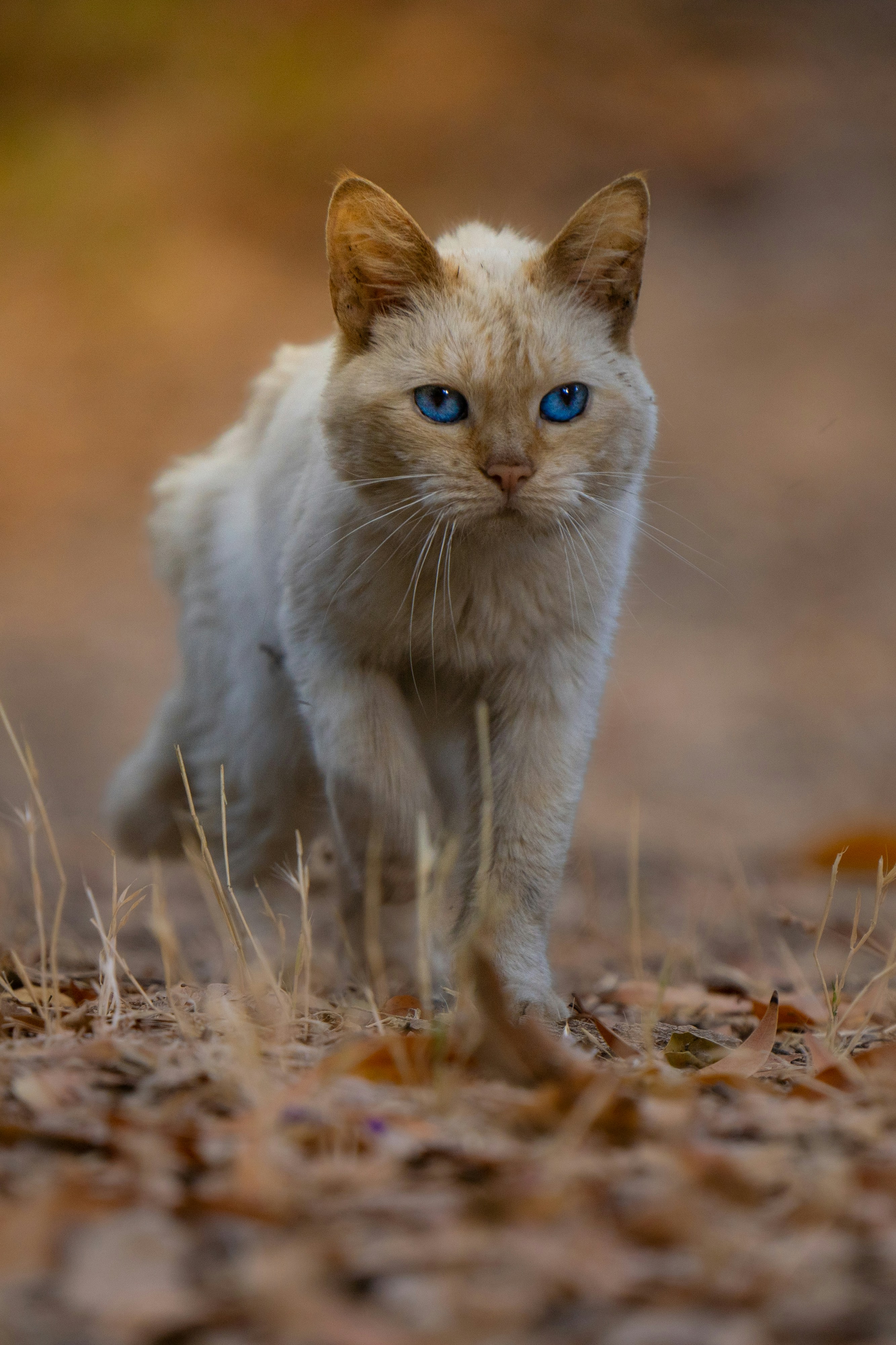 Blue-Eyed Feline on an Autumn Leaf-Strewn Path