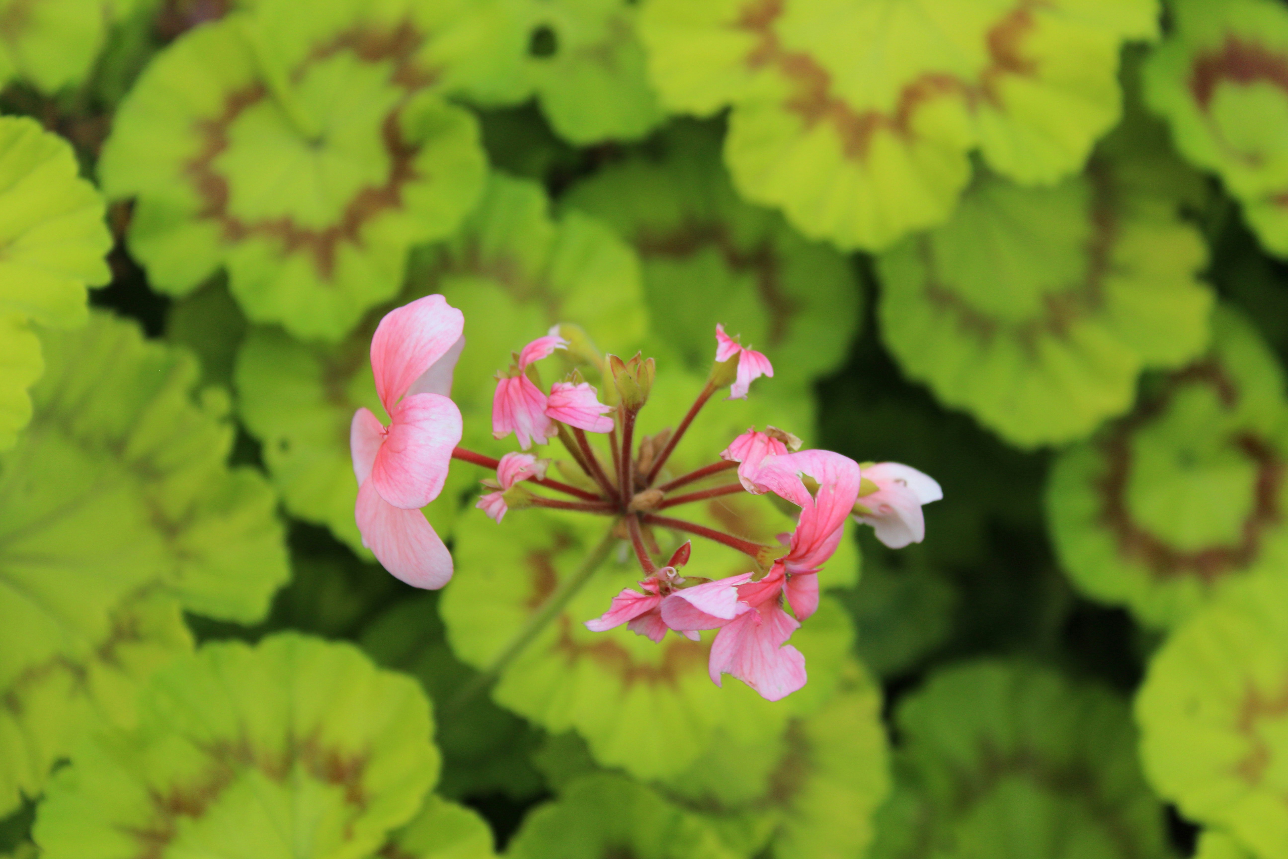 Center-Stage Pink: A Delicate Geranium Emerges Among Lime-Leaf Circles
