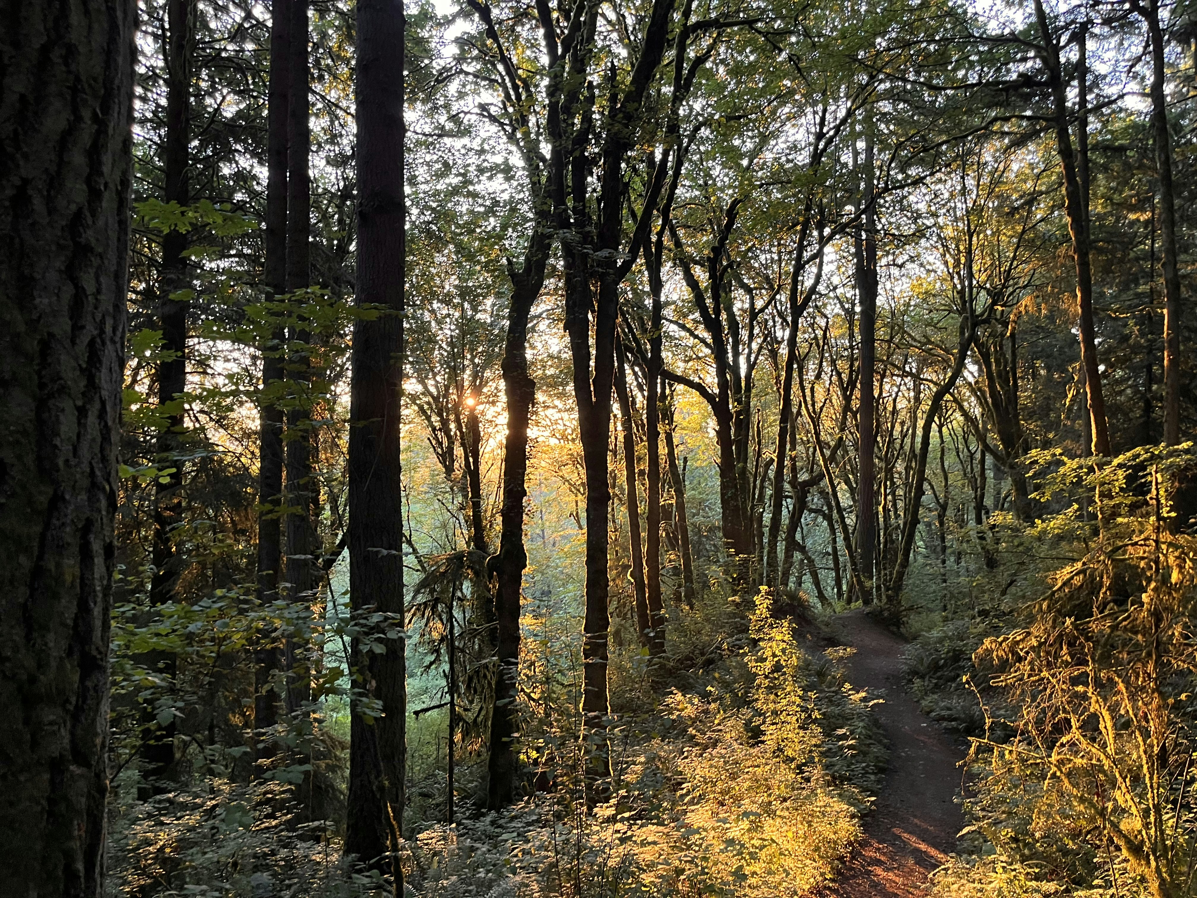 A dirt road in a forest photo – Free Bellingham Image on Unsplash