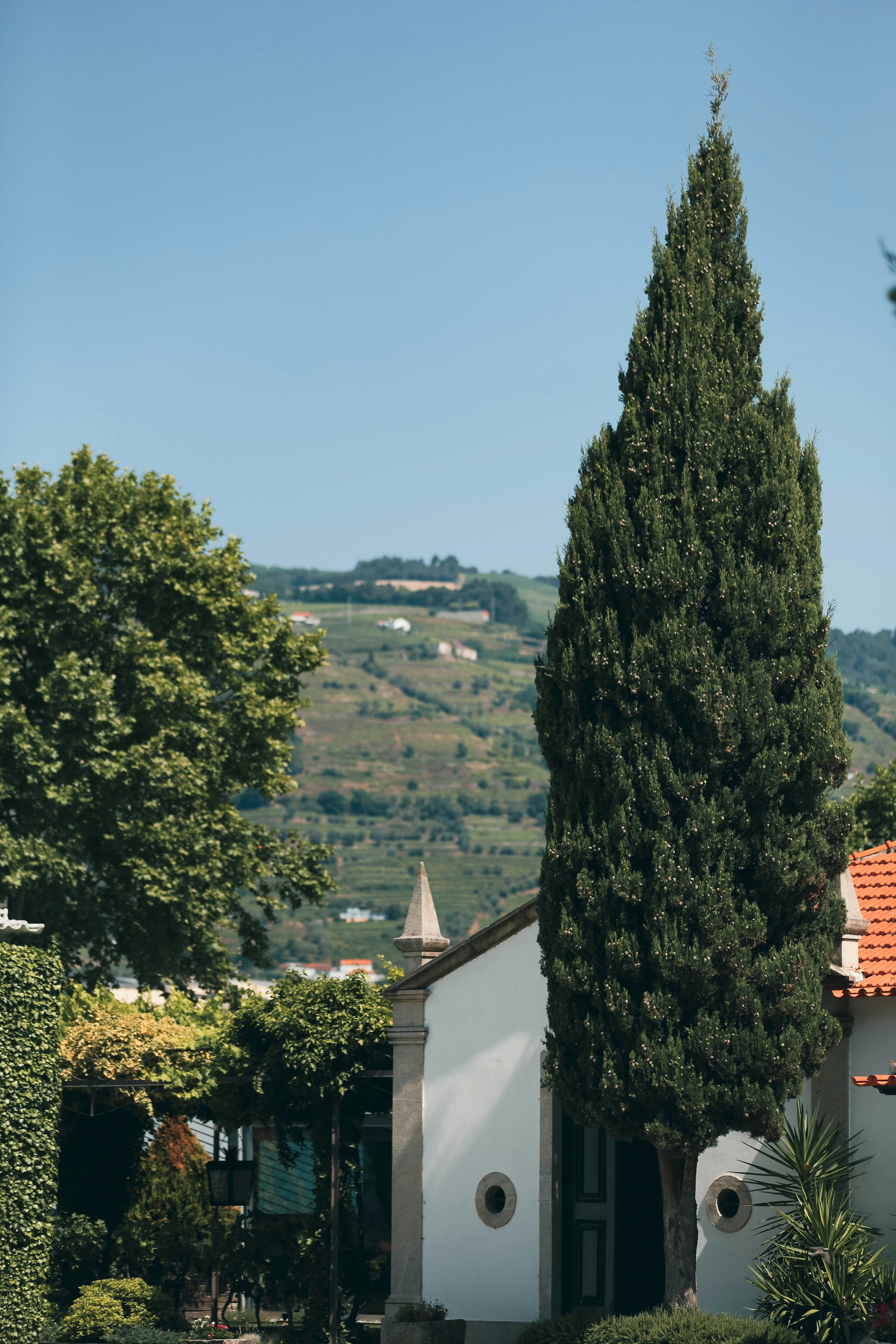 Cypress Sentinel Over a Tuscan-Style Villa