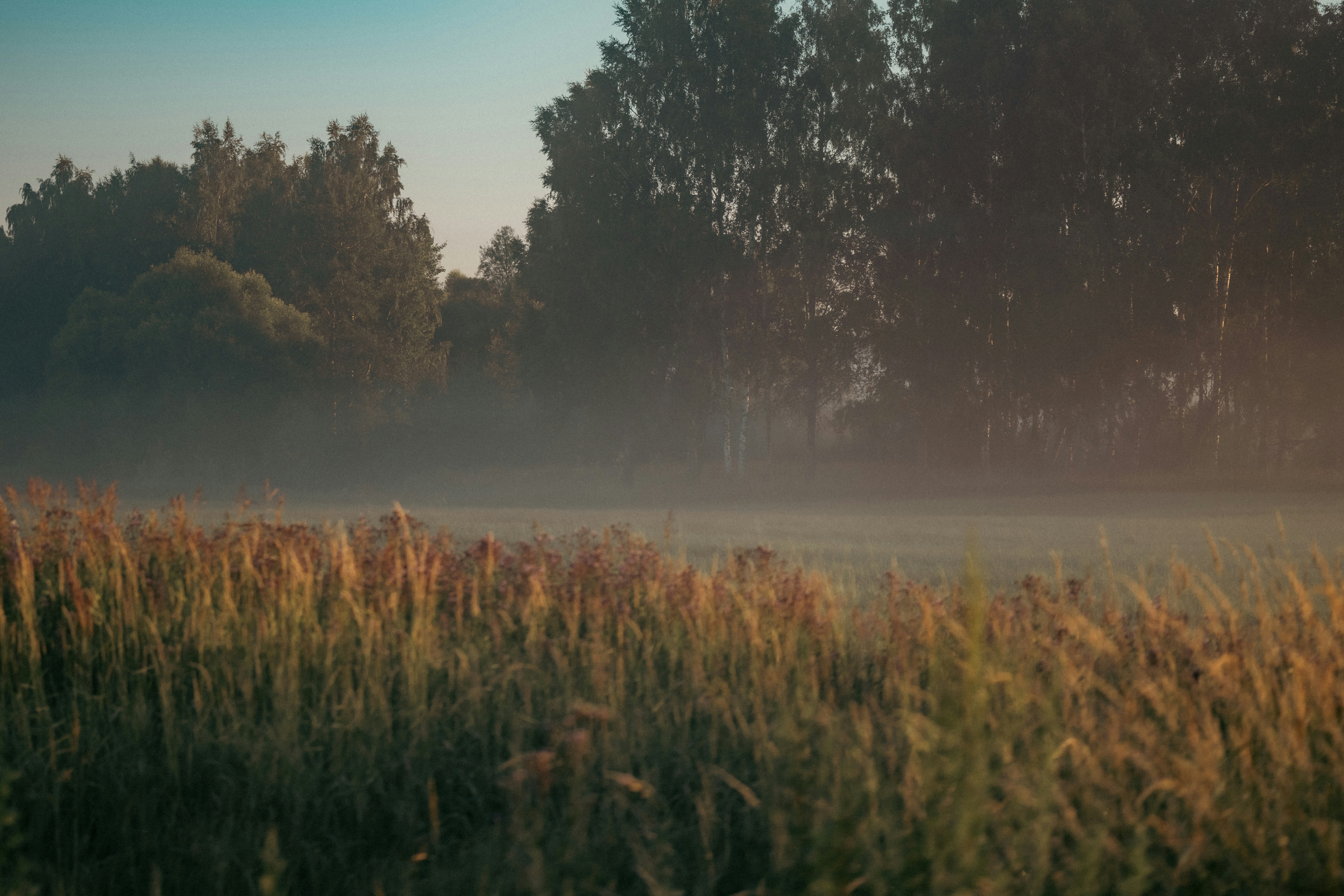 Field, fog and forest