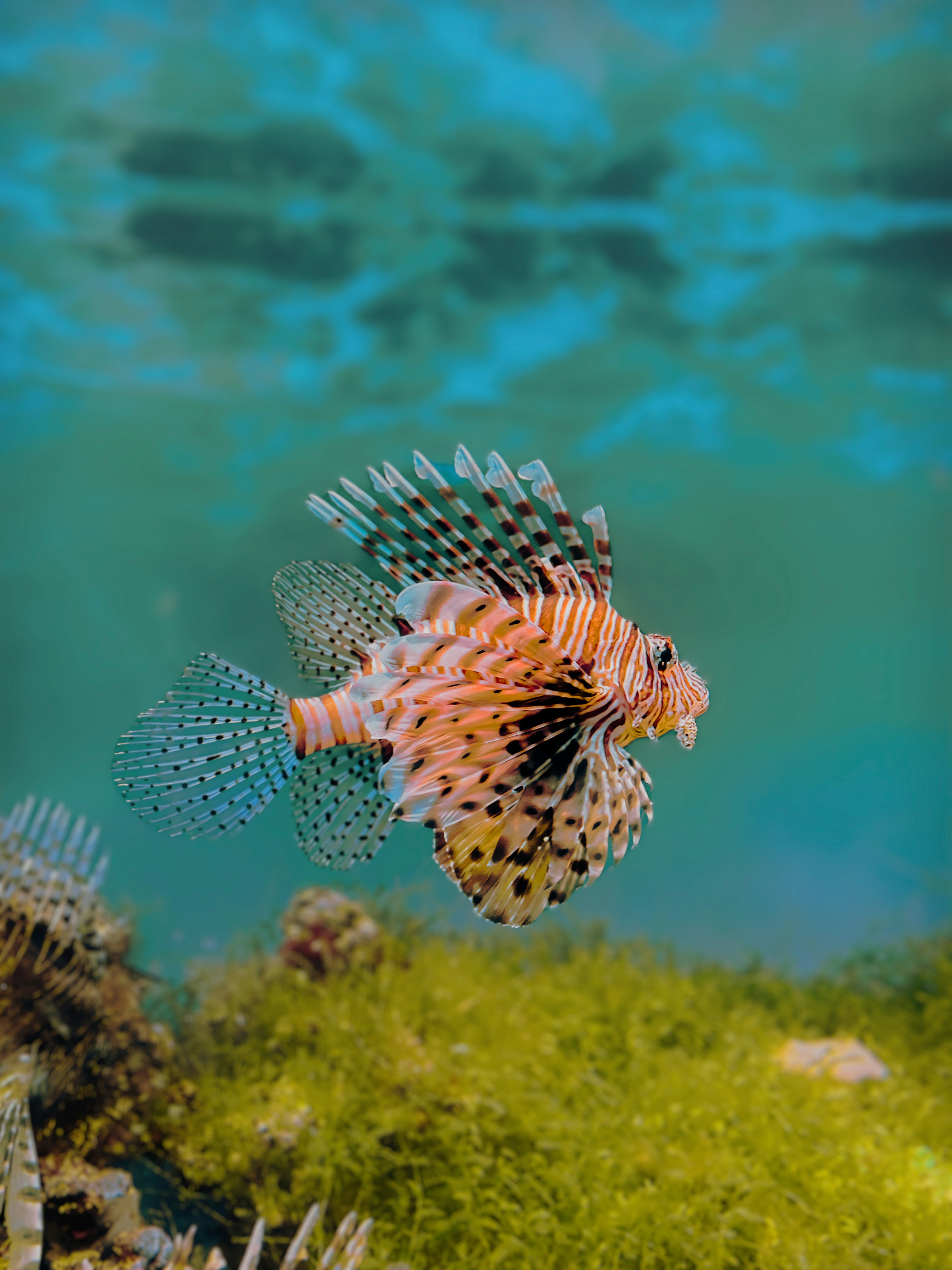 A fish swimming in the water photo – Free Fish Image on Unsplash