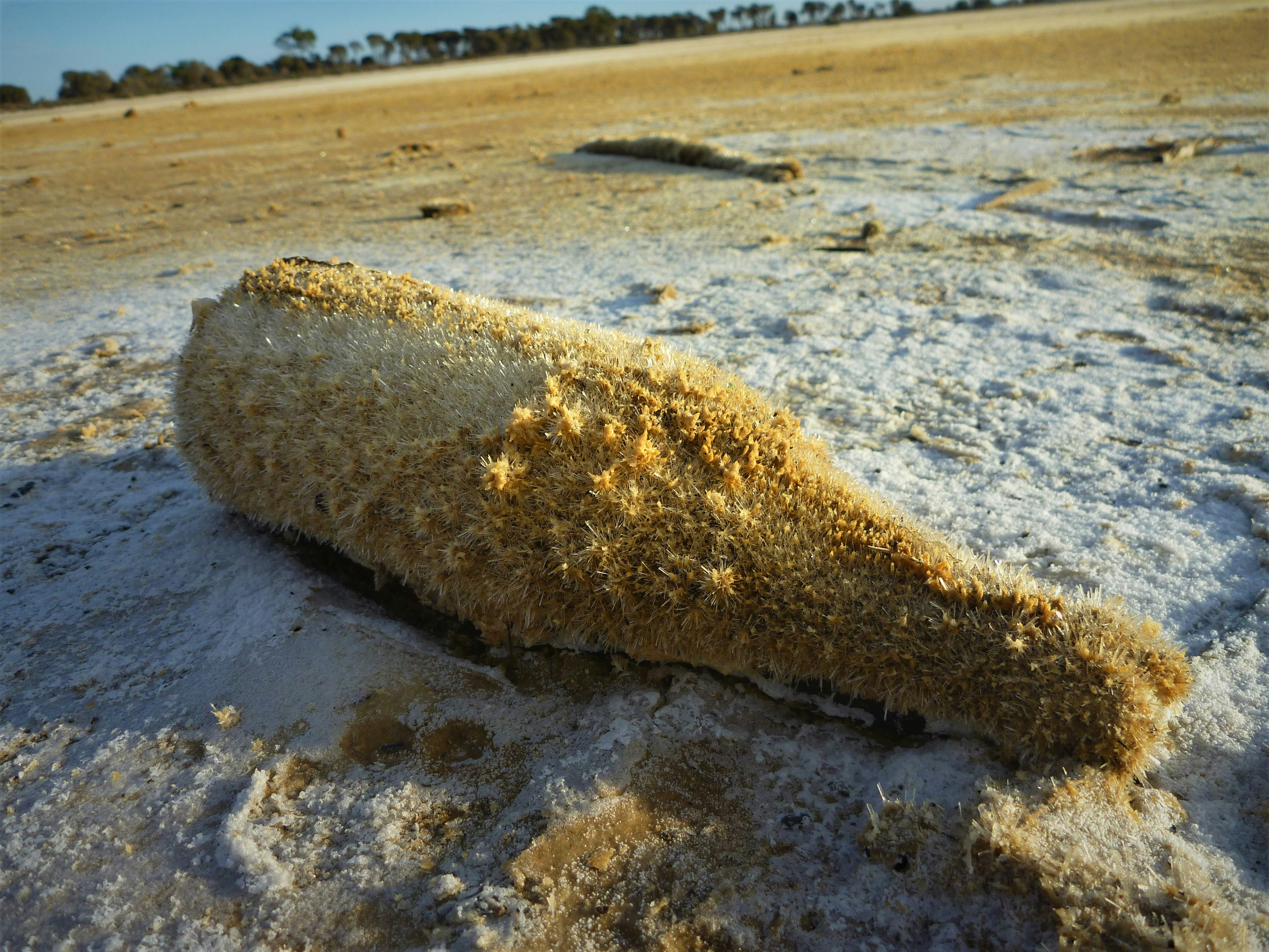 A salt encrusted bottle  on the bed of a dried salt lake