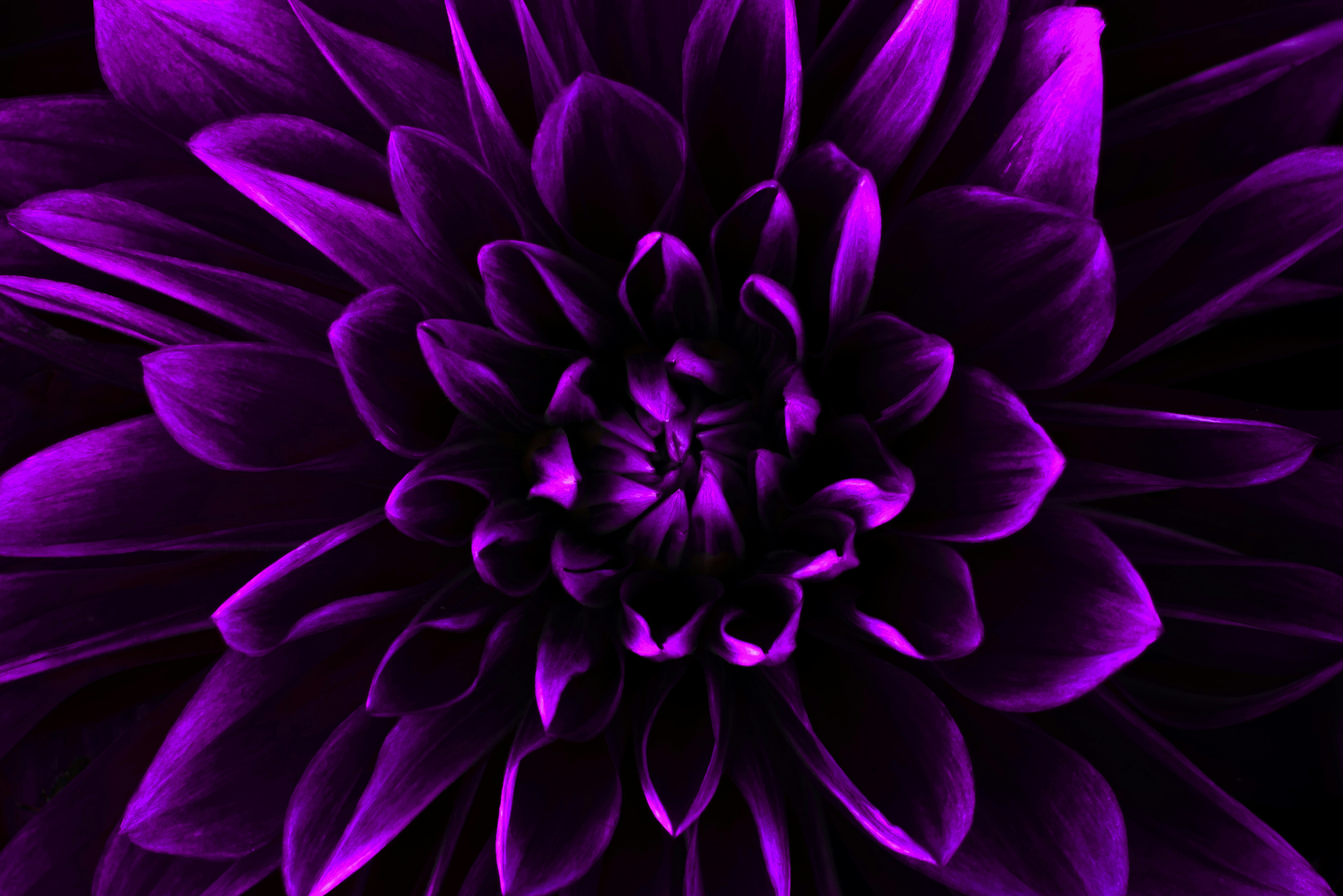 Violet Symphony: The Heart of a Flower