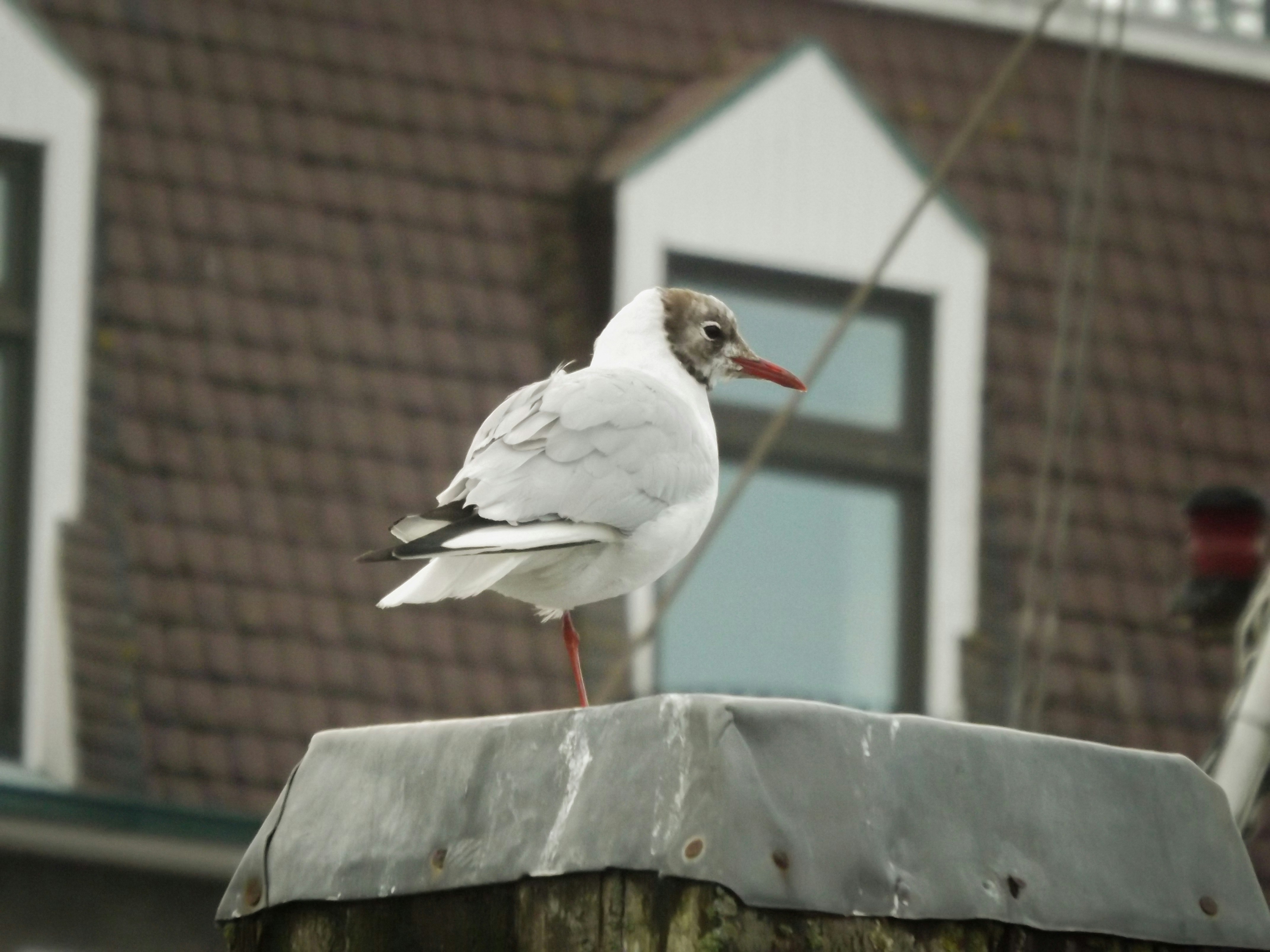 Photograph of a white gull with a red beak perched on a weathered metal cap atop a rooftop, with brick houses and windows in the background.
