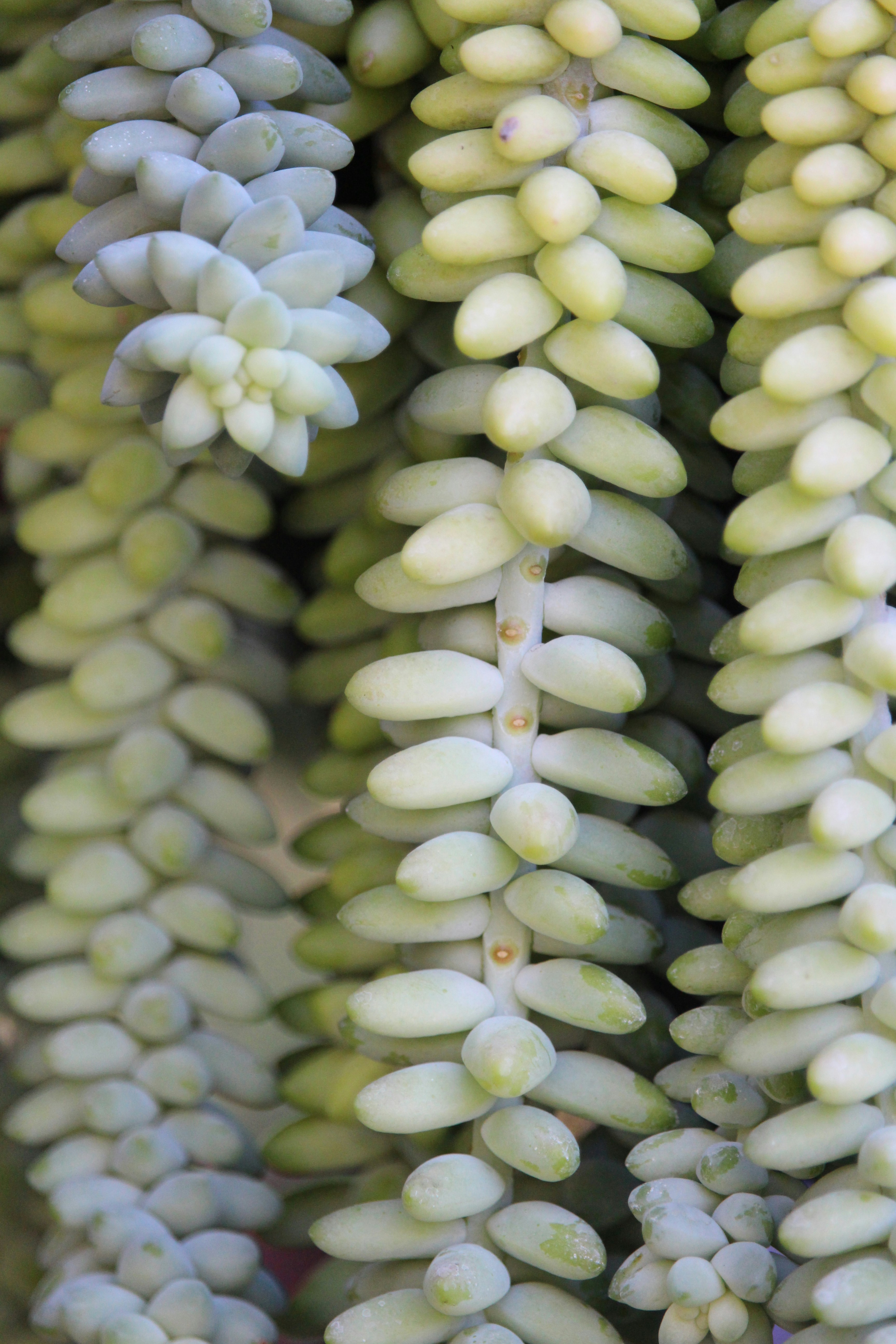 Tender Succulent Strings: Close-Up of Graptoveria-like Rosettes in a Cascade