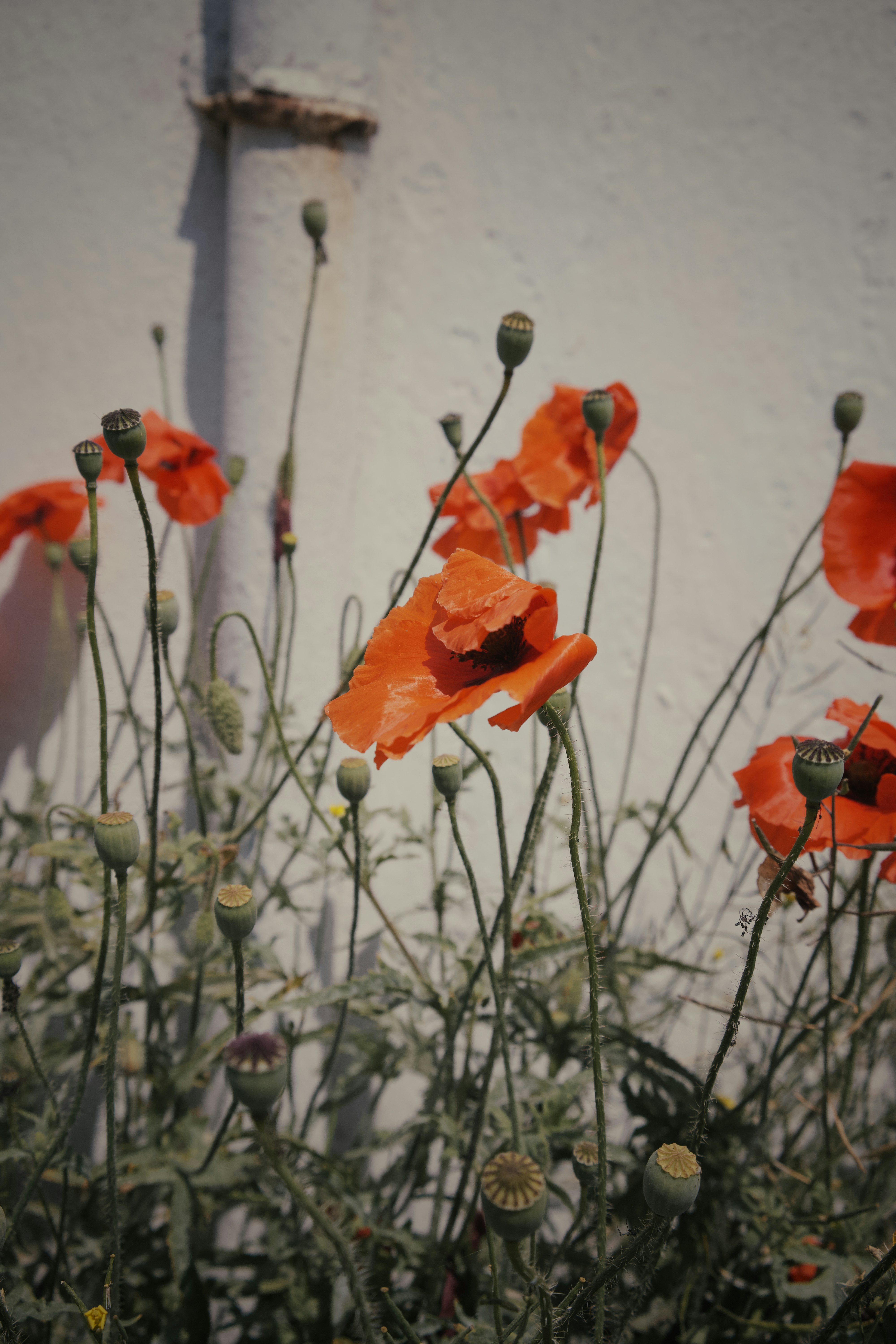 Scarlet Blooms Against Concrete White