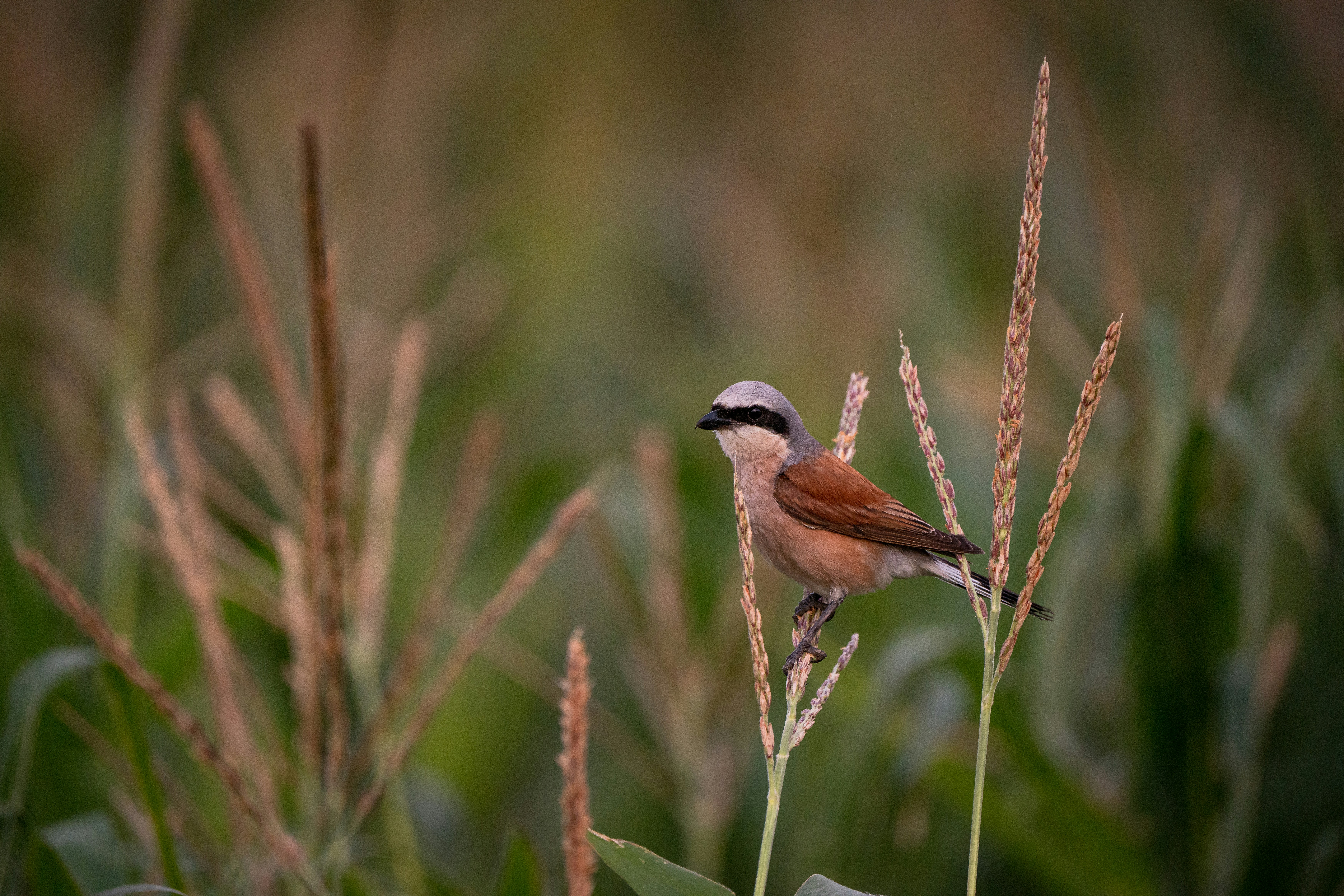 Russet-Winged Songbird Perched Among Tall Reeds