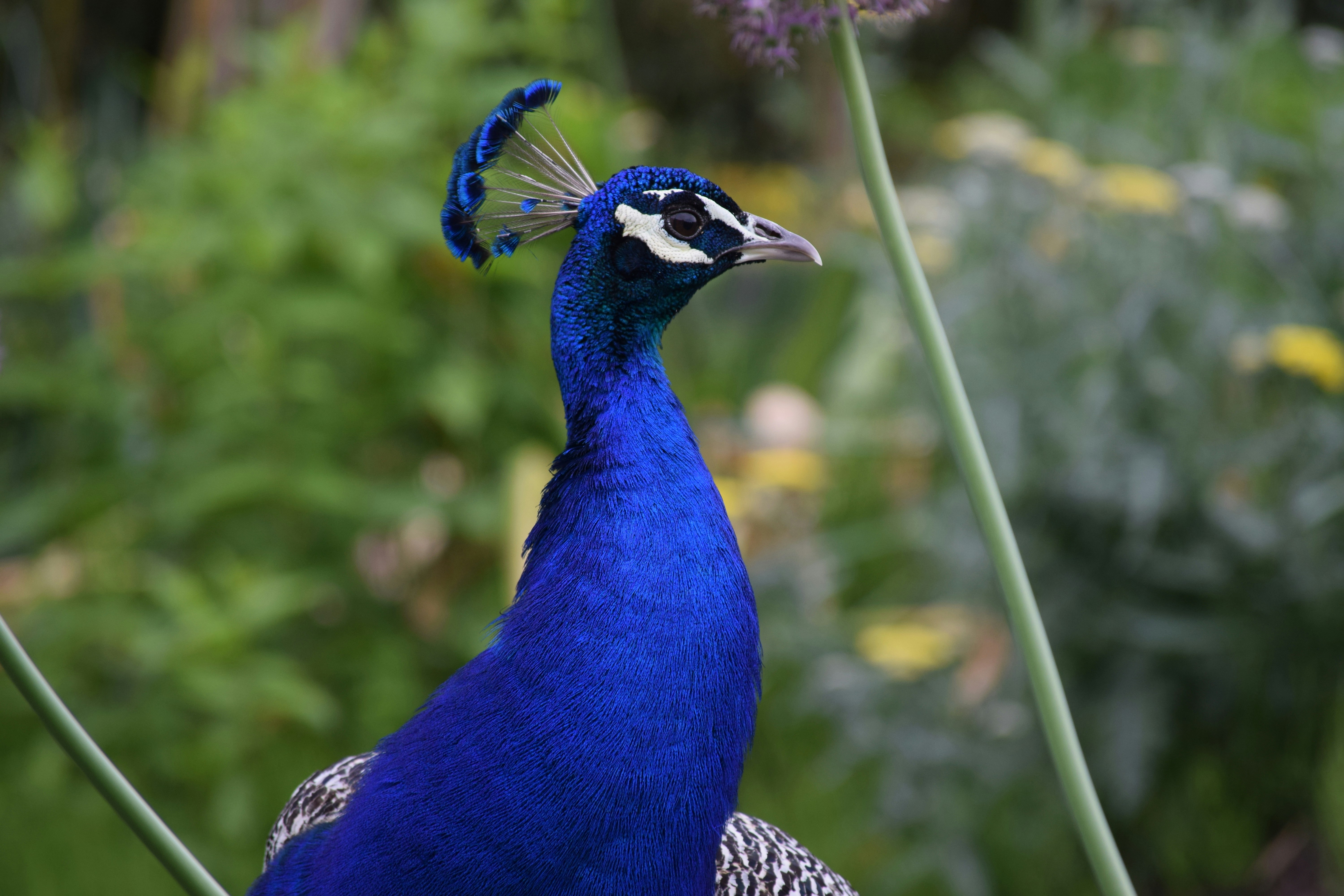 Cobalt Crest in a Garden: Portrait of a Peacock Amid Greenery