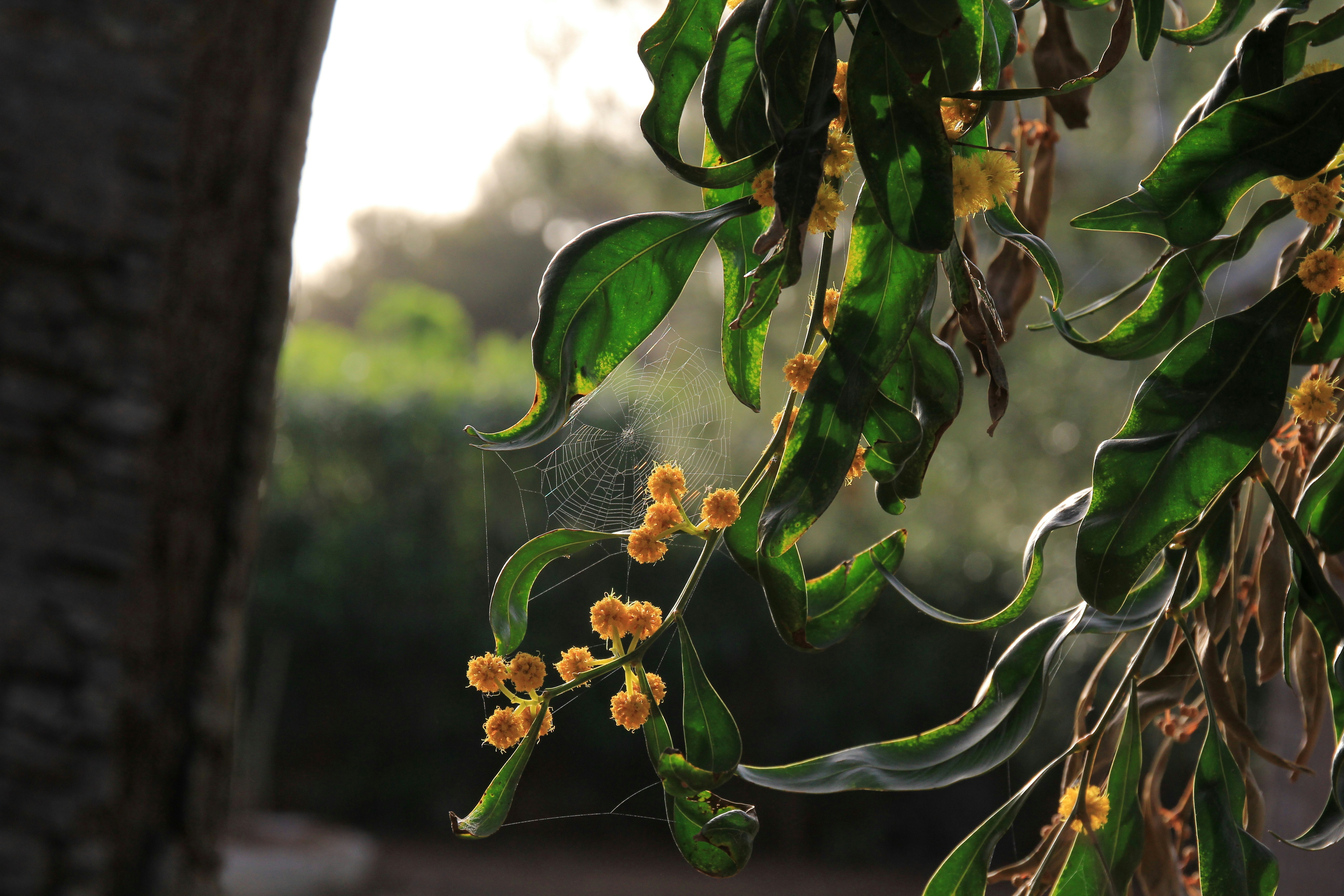 Gold Blossoms Entangled in Silk: A Quiet Garden Web