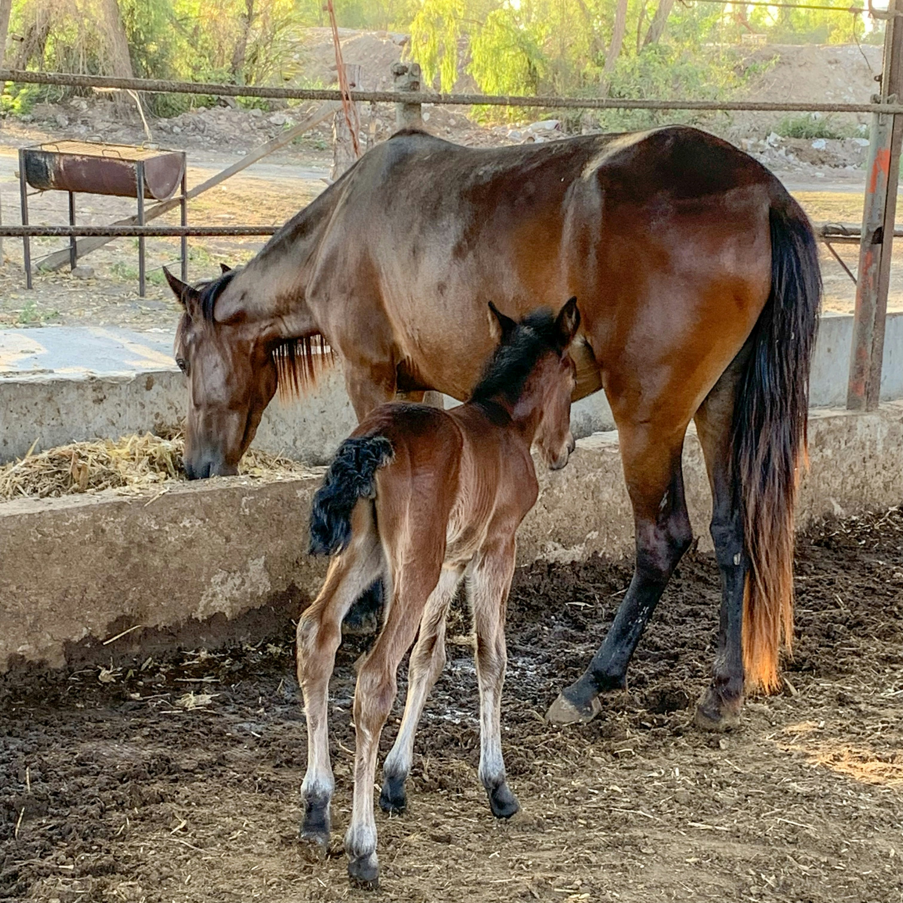 Foal at the Mare's Side: a quiet, sunlit paddock moment