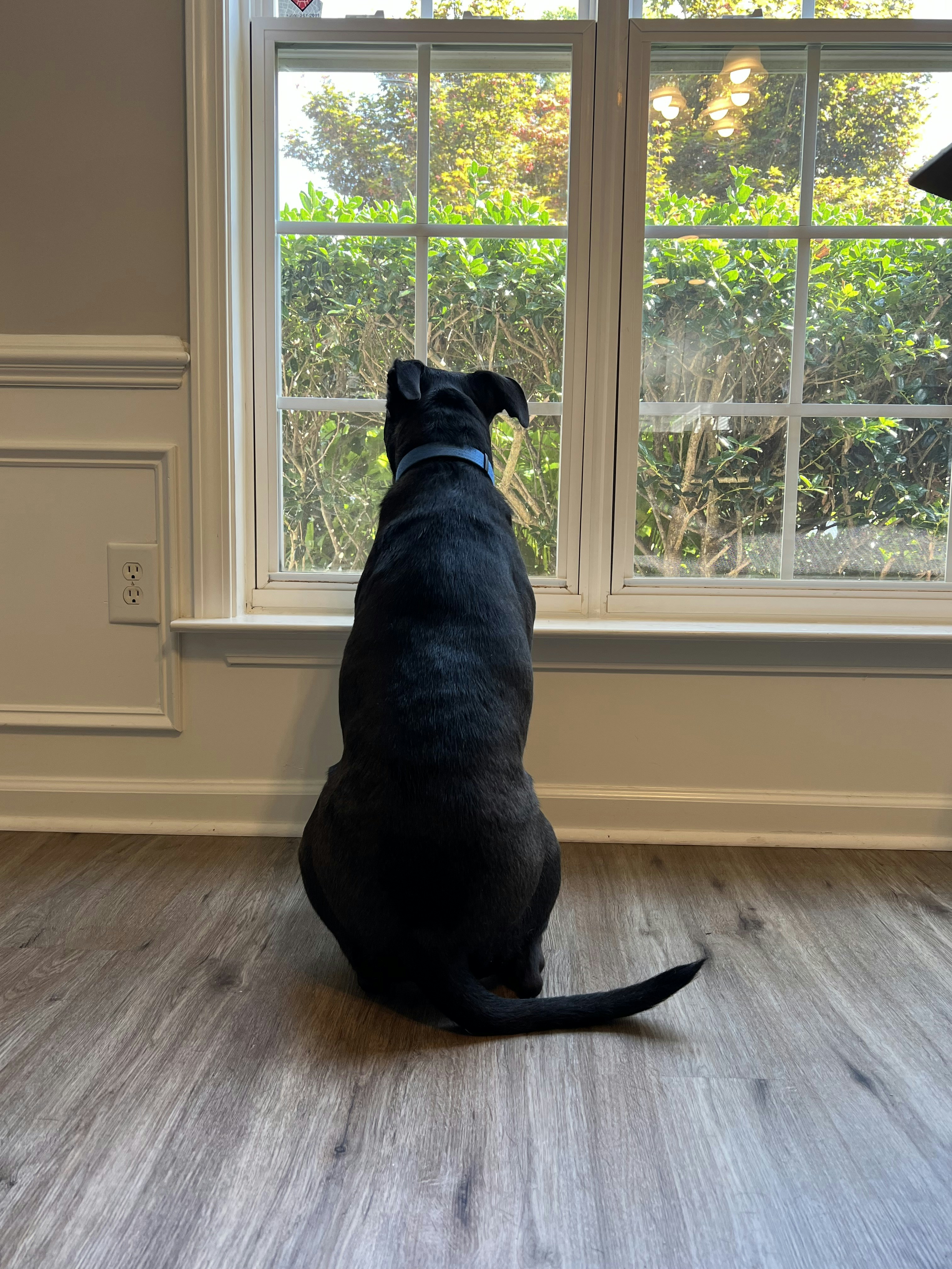 Silhouette at the Window: A Black Hound Gazes Beyond the Pane