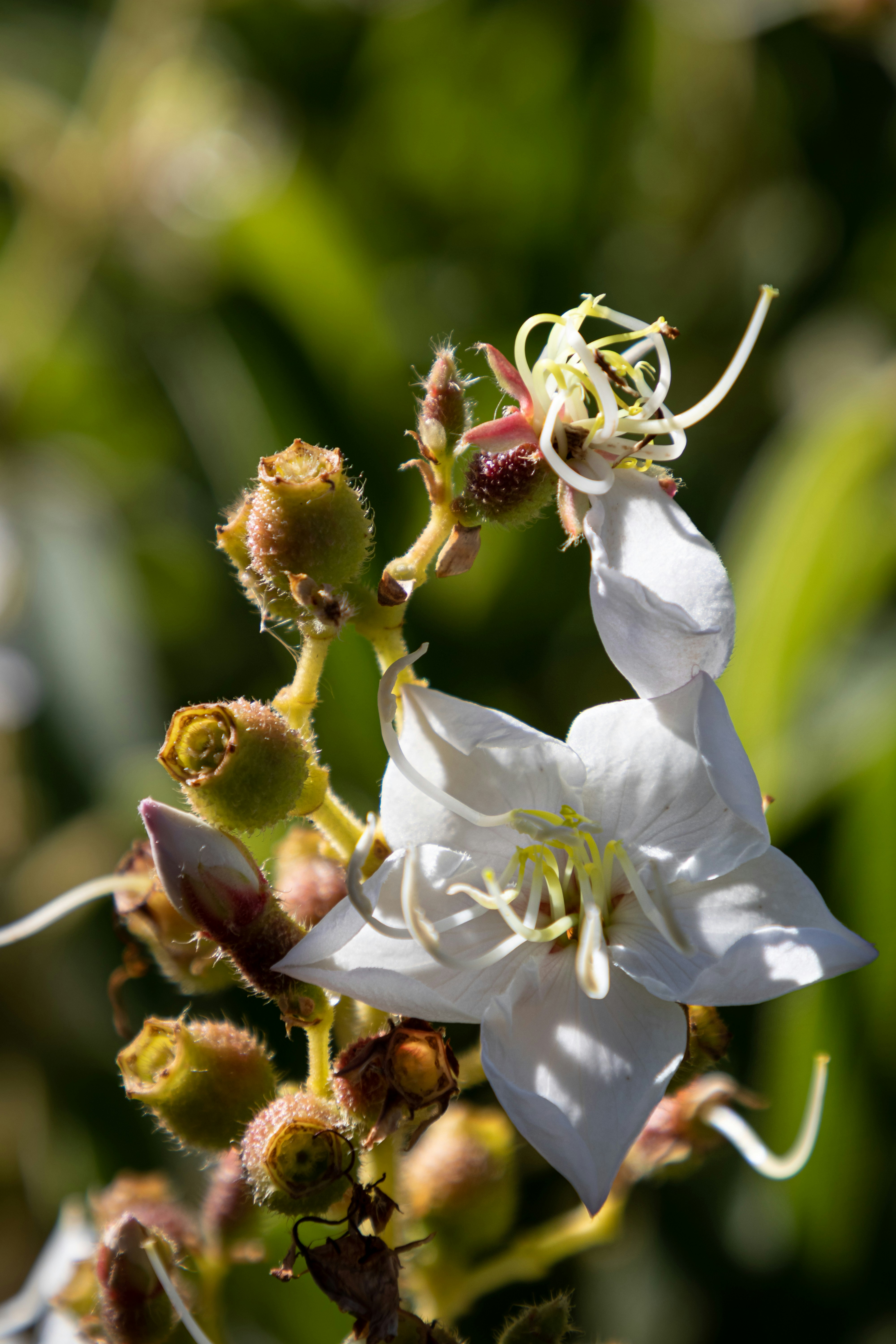 White flower in a botanical garden 