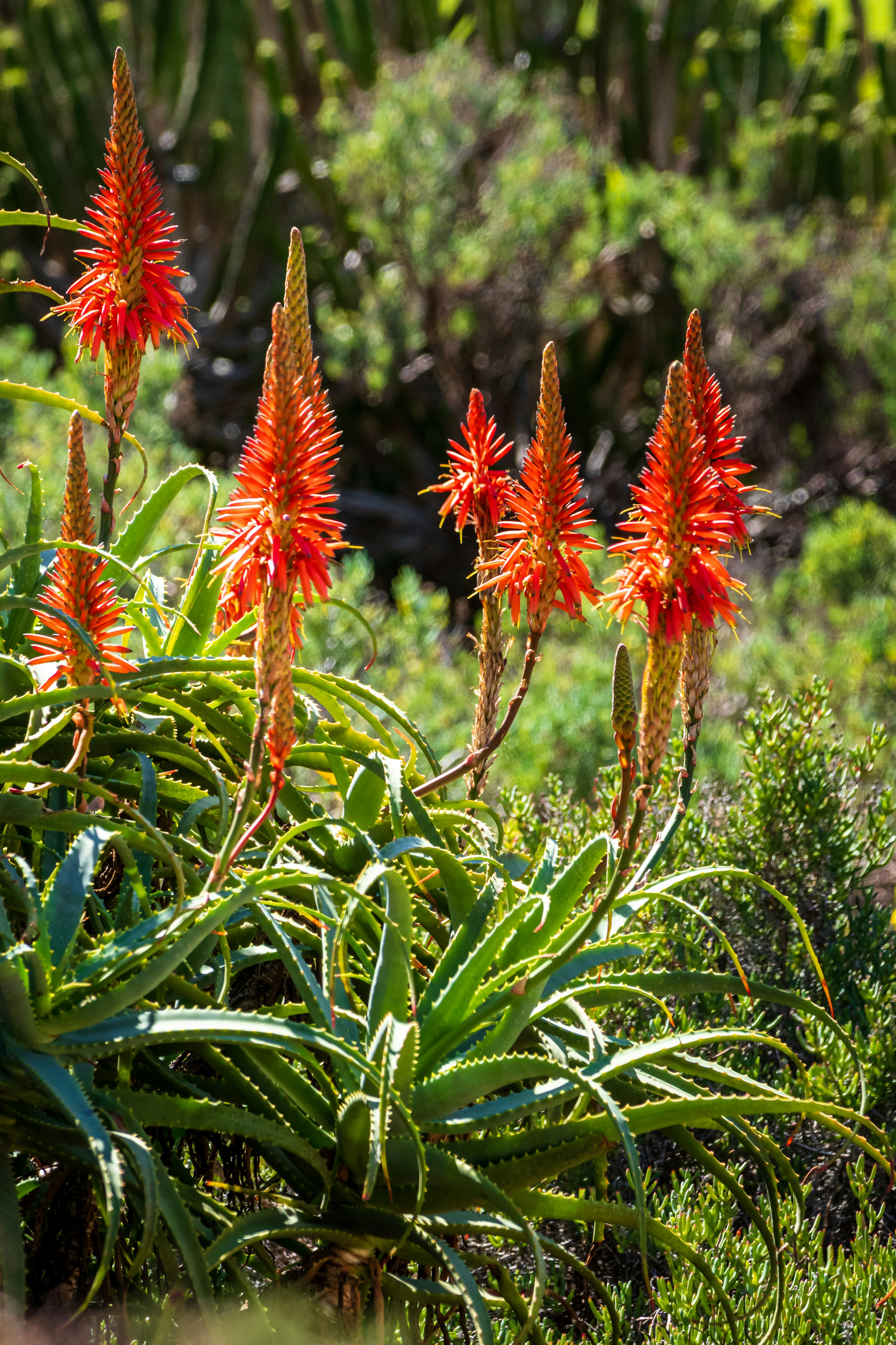 A group of plants with red flowers photo – Free Kirstenbosch botanical ...