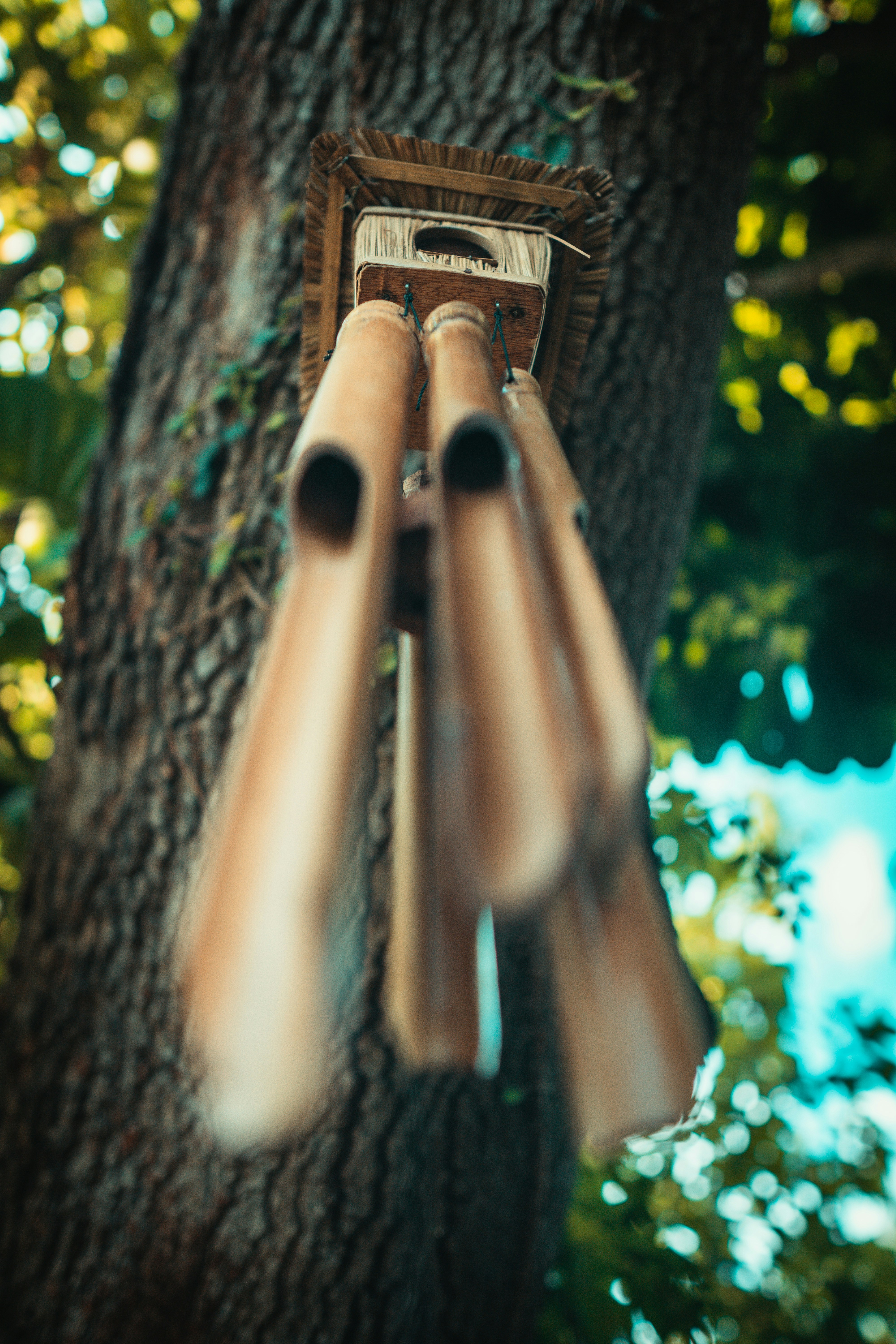 Canopy Chimes: A Ground-Up Portrait of Bamboo Tubes on a Tree