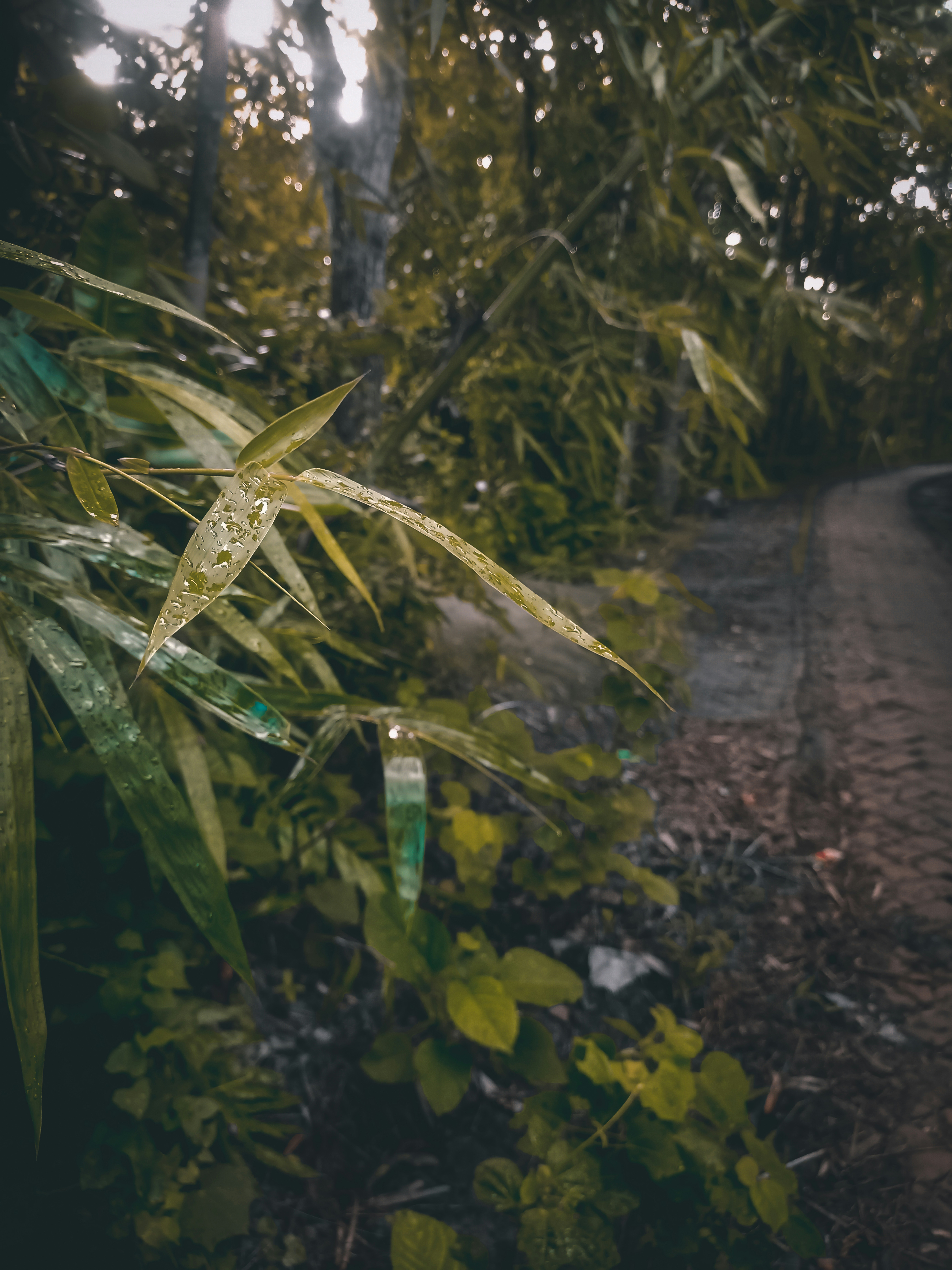 Imágenes de Nazirpur | Descarga imágenes gratuitas en Unsplash