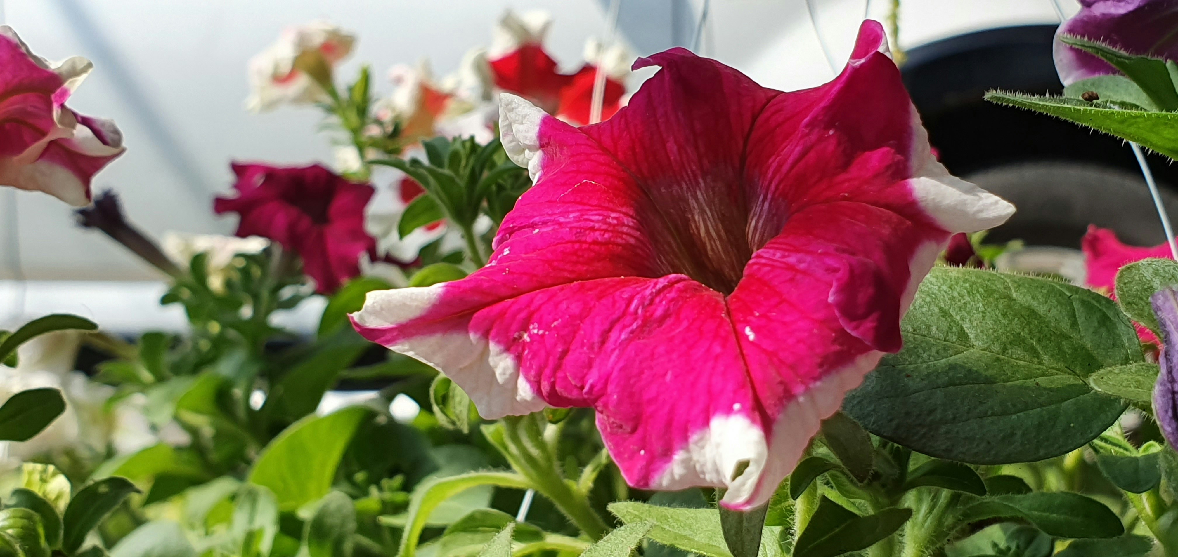 Velvet Magenta Petunia in Close-Up: White-Edged Bloom Amid Greenery