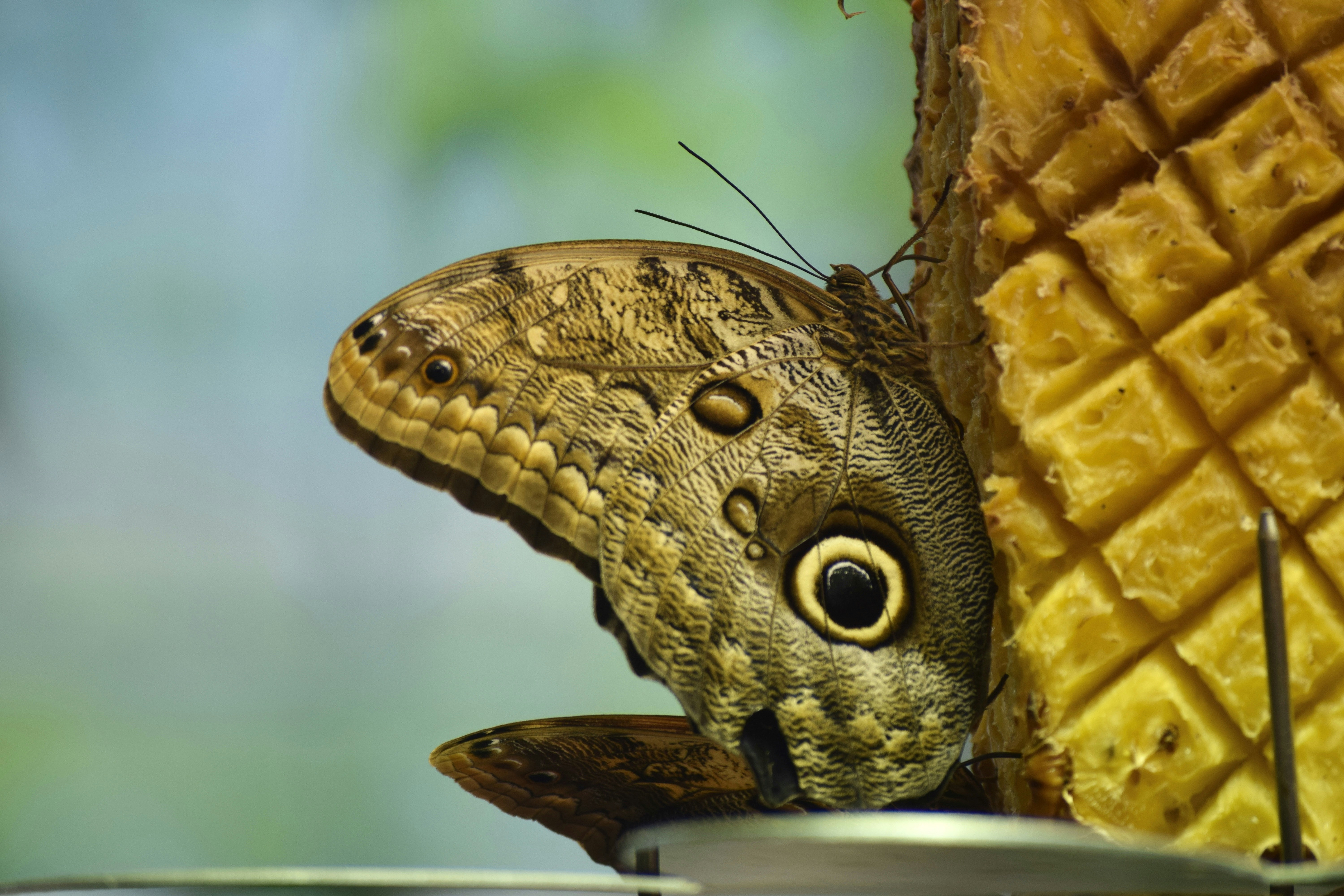 It's feeding time. Shot from the butterfly atrium at Hersheys Gardens.