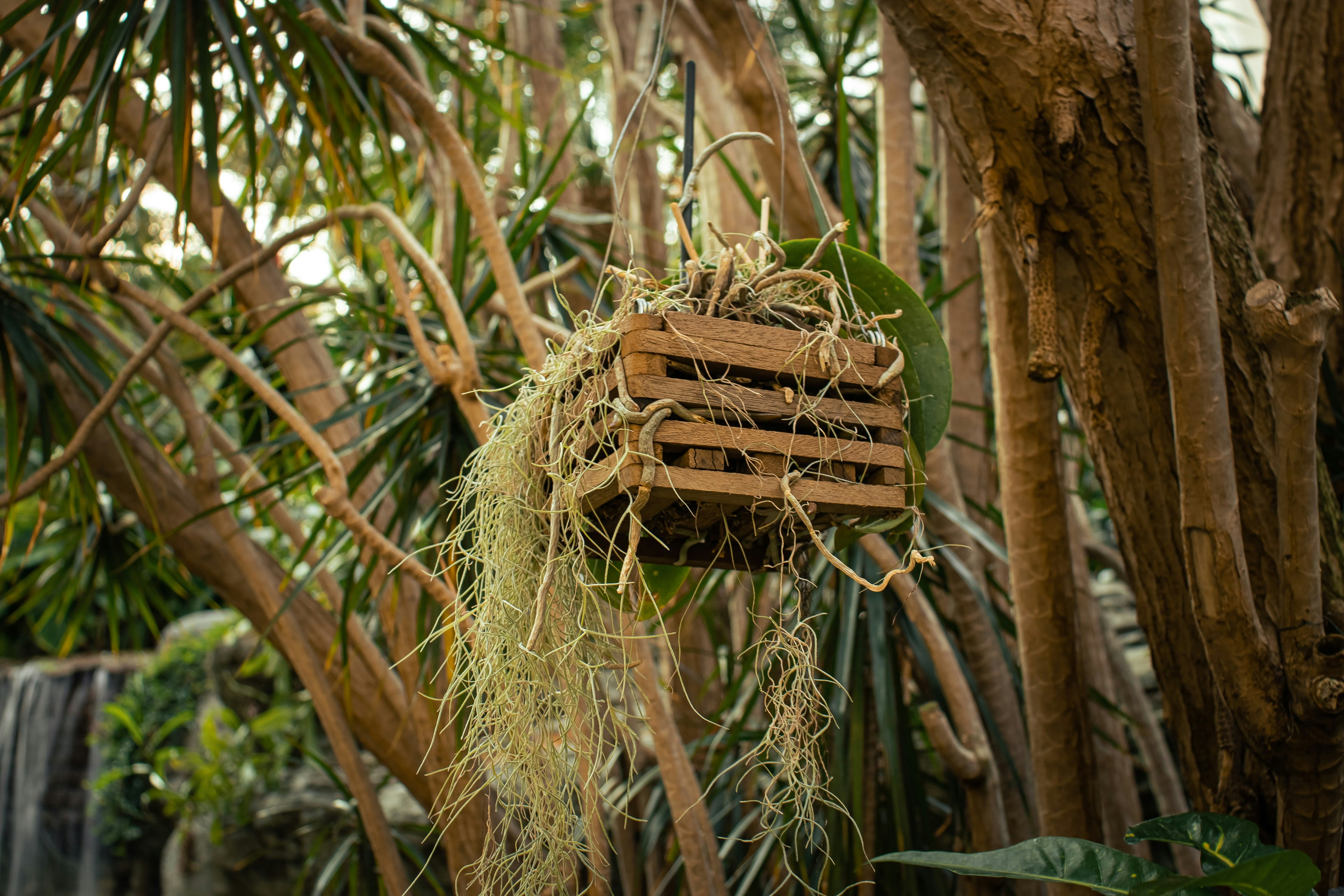 Moss-Laced Crate Adrift in a Tropical Canopy