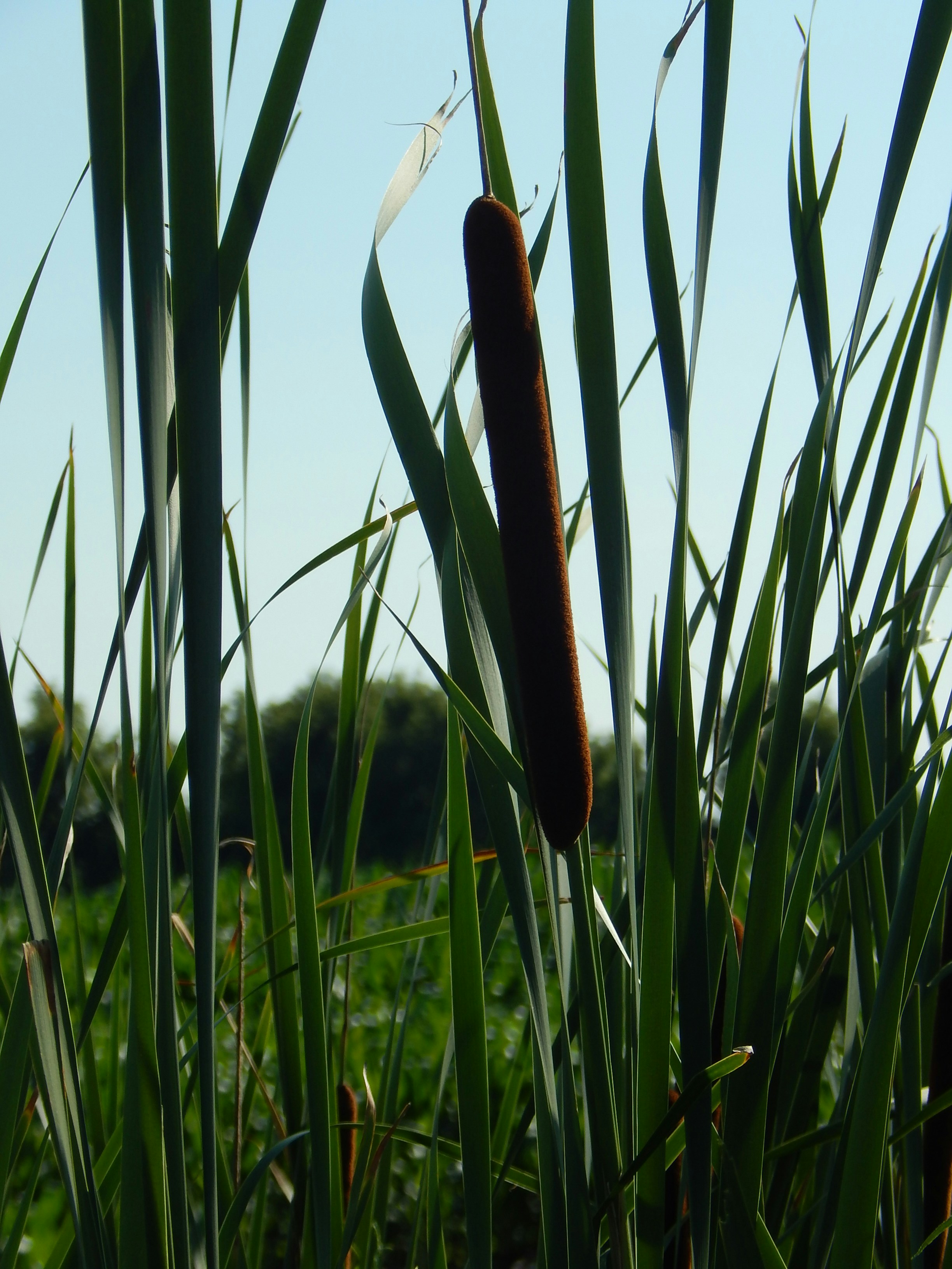 A tall cattail stands prominently among lush green reeds against a clear blue sky. Its unique silhouette adds character to the serene wetland landscape.