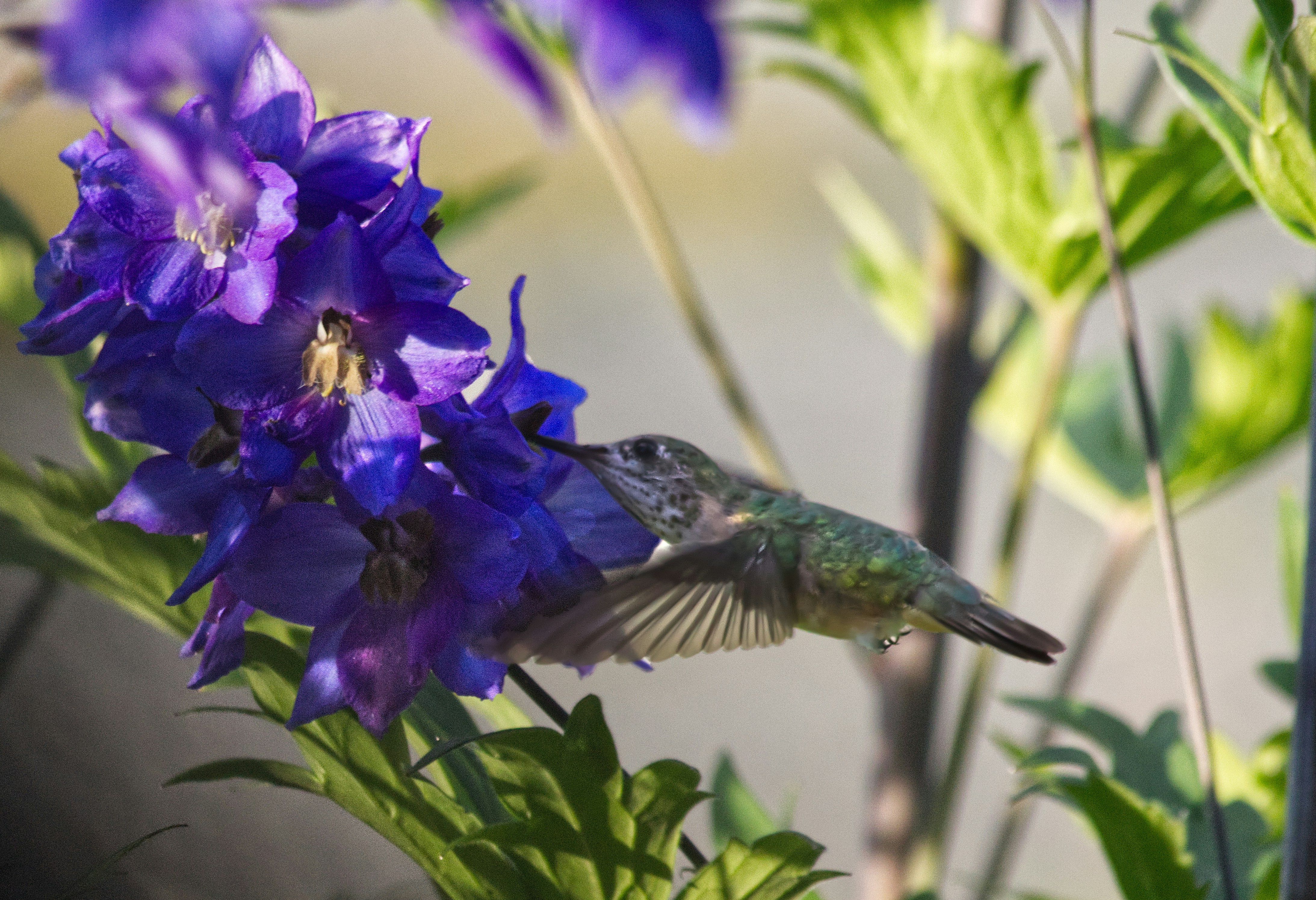 A hummingbird hovering near vibrant purple flowers, showcasing its iridescent feathers and intricate wing movement.