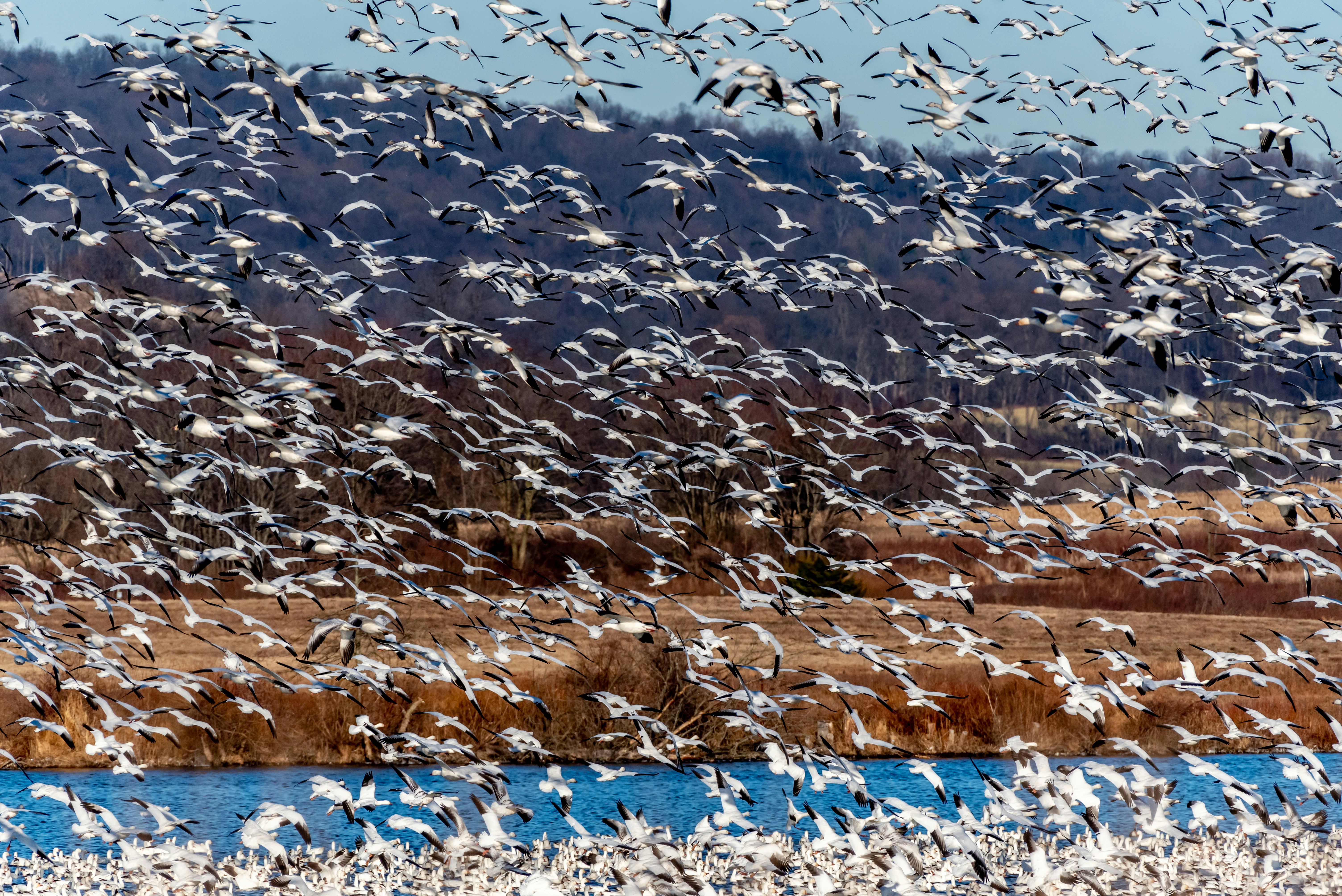 A large group of birds flying photo – Free Middle creek wildlife ...