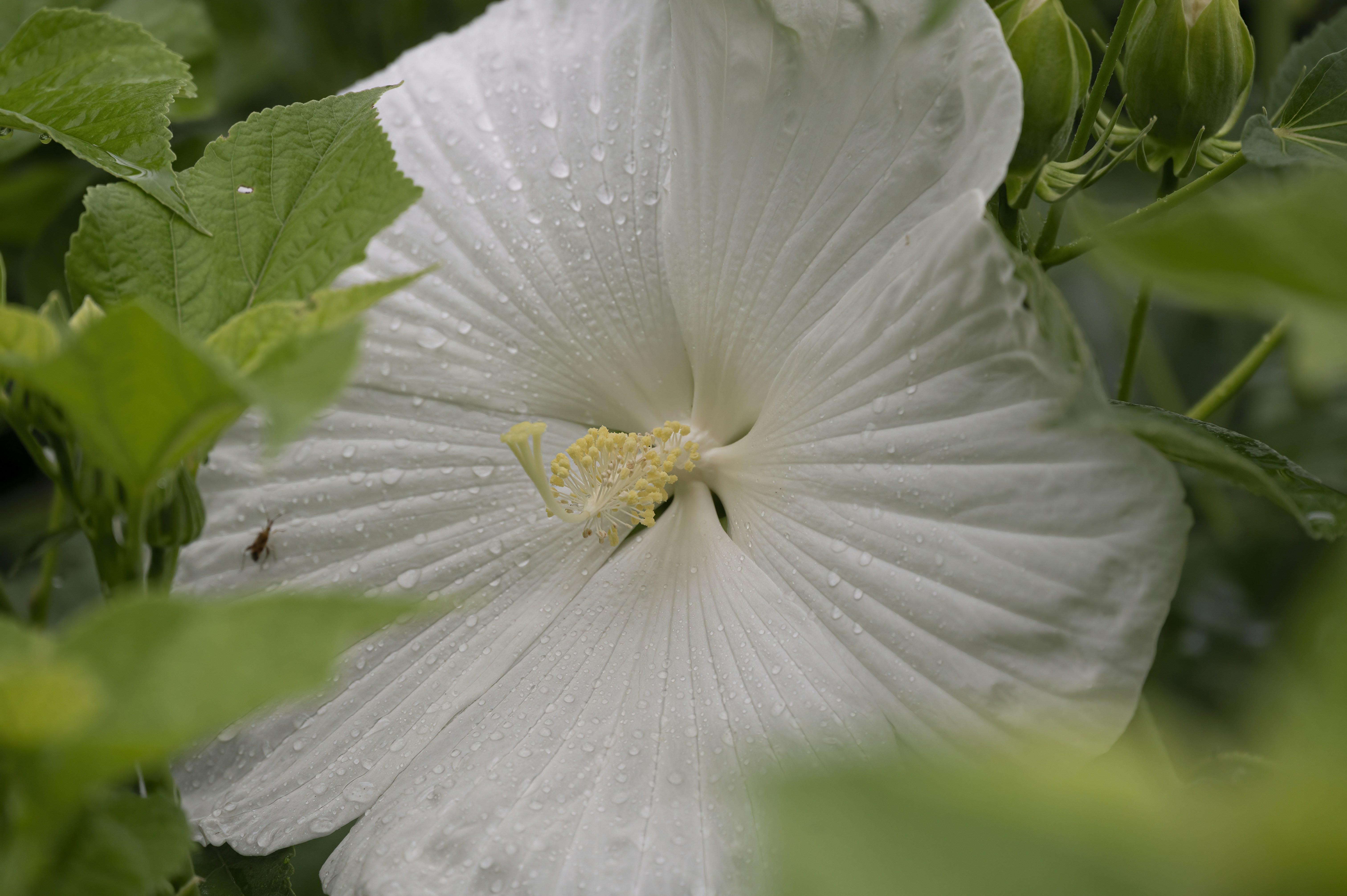 Photo by Cathy Holewinski with Nikon Z6