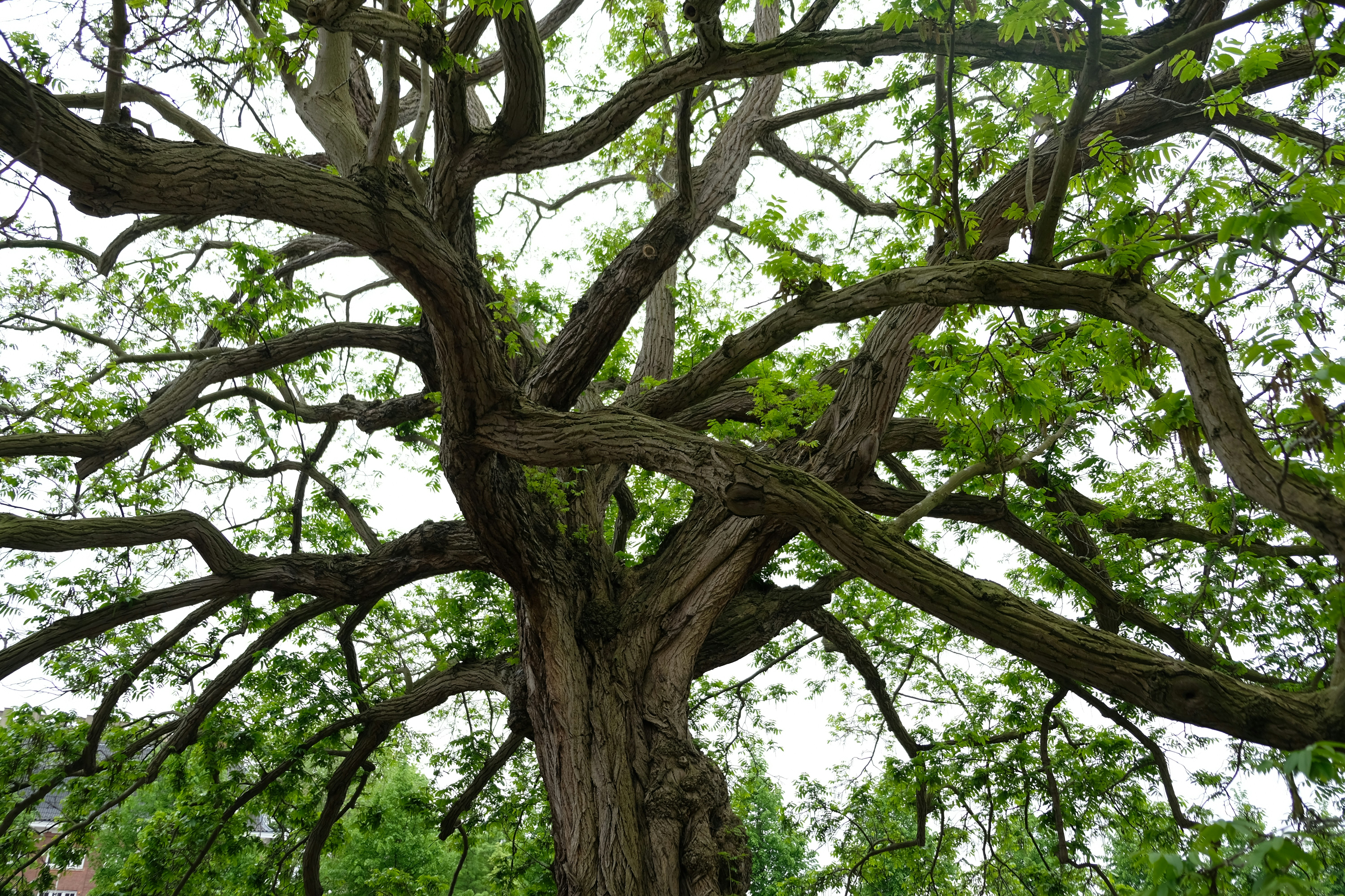 Photo by Bruno Wolff with Fujifilm X-T20