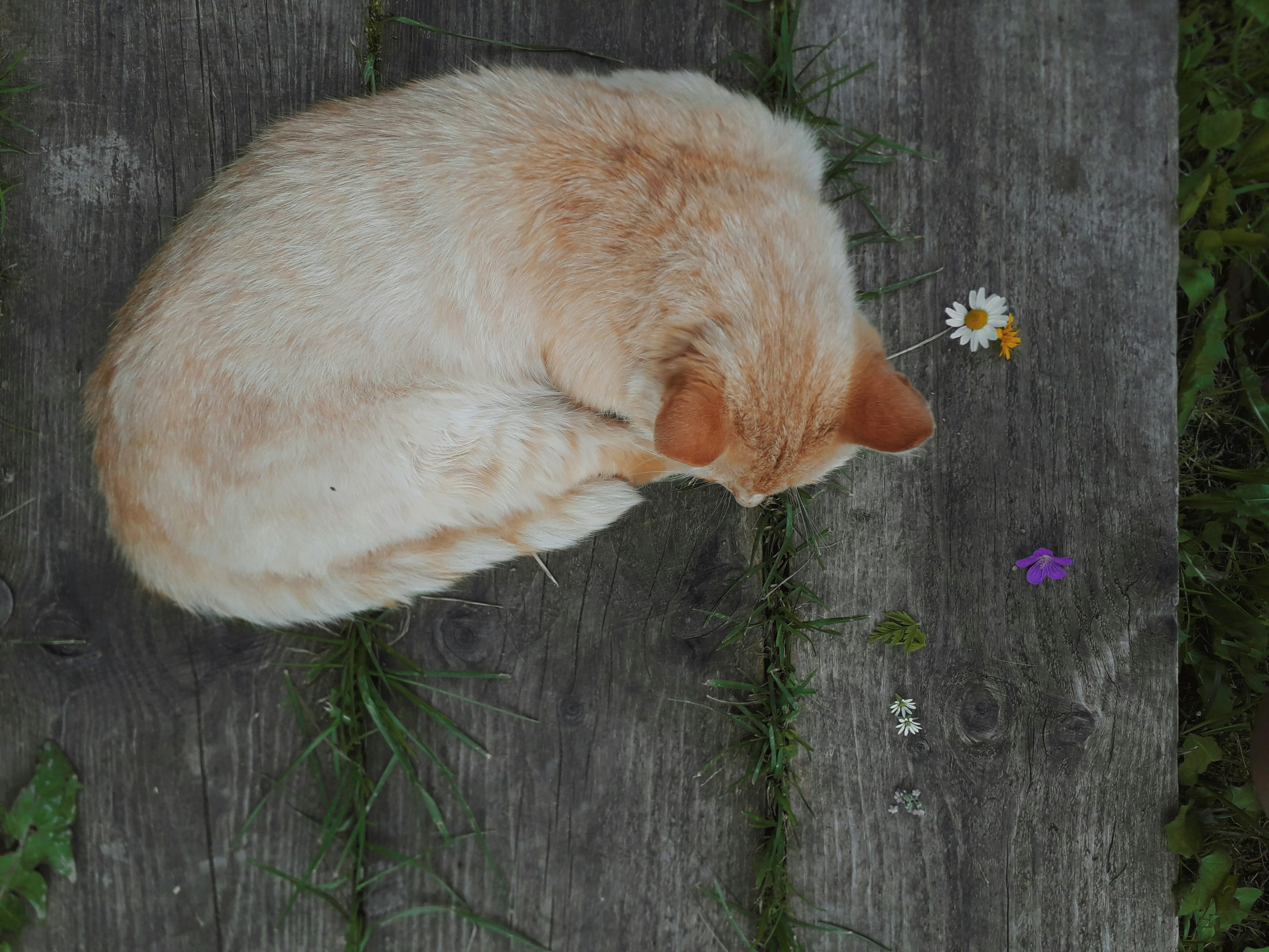 A curled-up orange cat rests on a wooden surface surrounded by scattered wildflowers and grass.