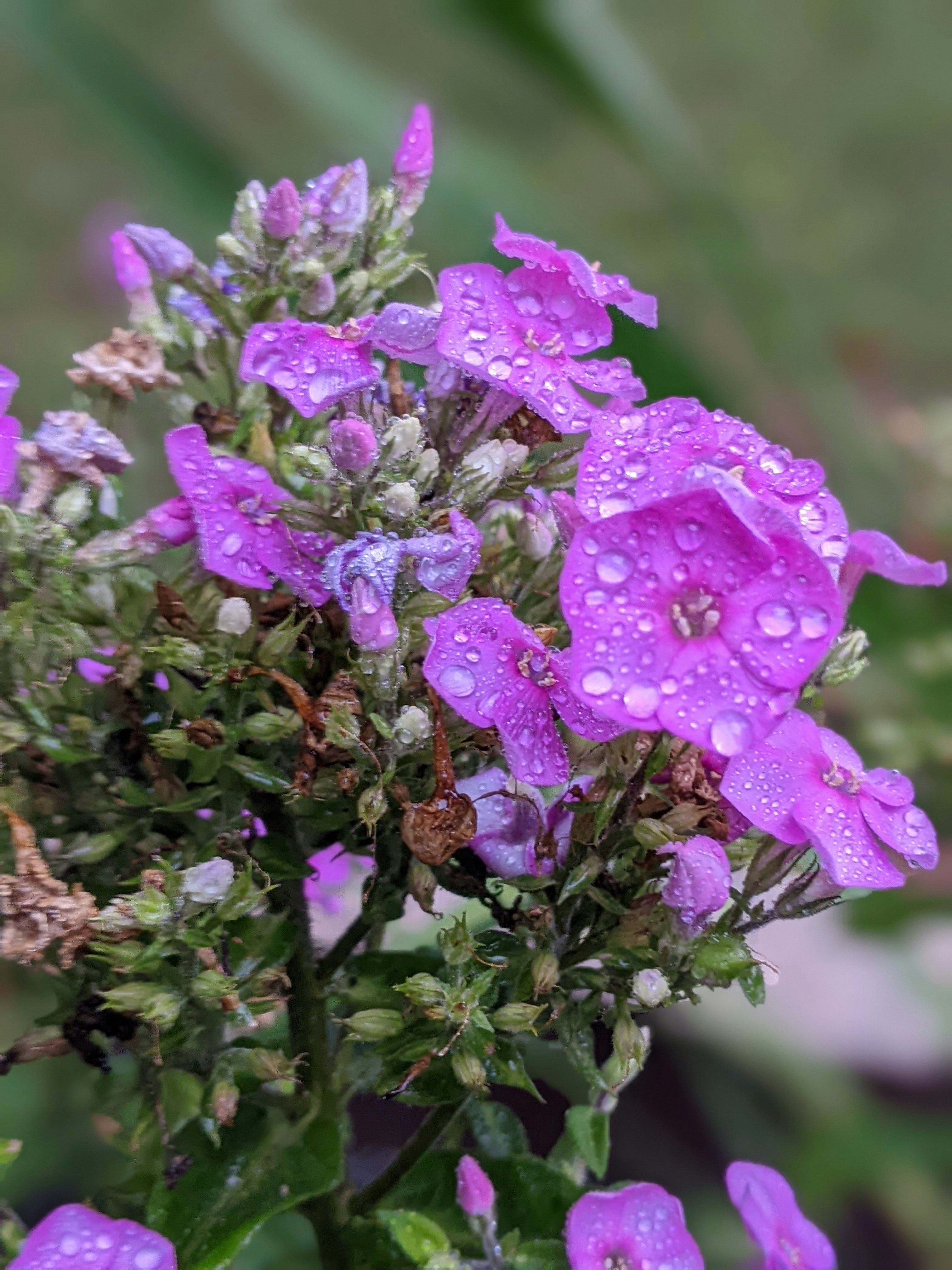 a close up of purple flowers with Hulda Klager Lilac Gardens in the background