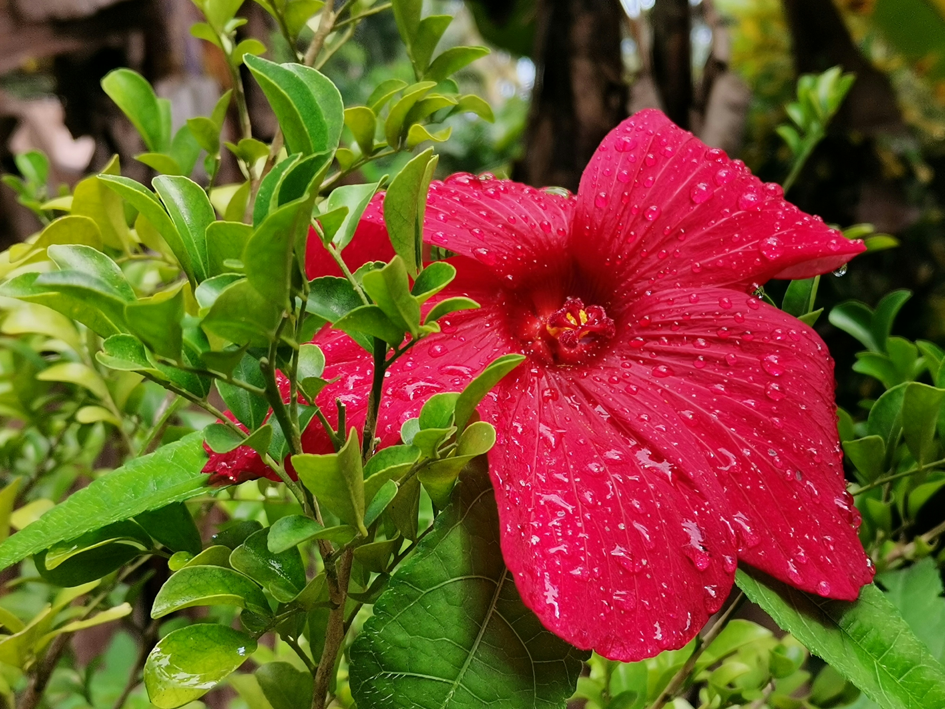 Rain-Sparkled Crimson Hibiscus in a Verdant Frame