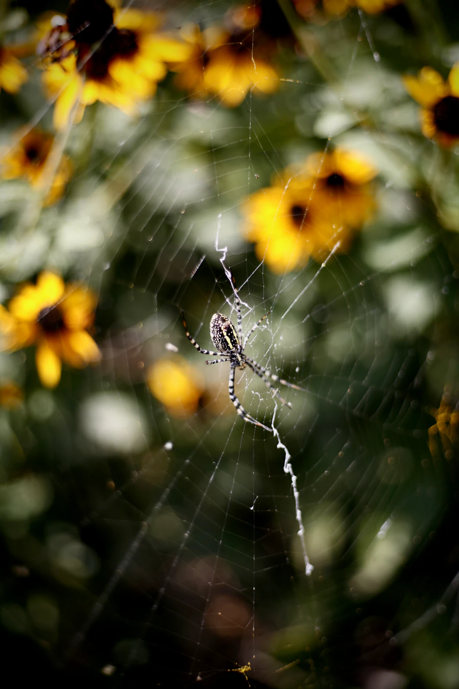 A patterned spider rests at the center of a delicate web, with soft yellow flowers and green foliage blurred in the background.