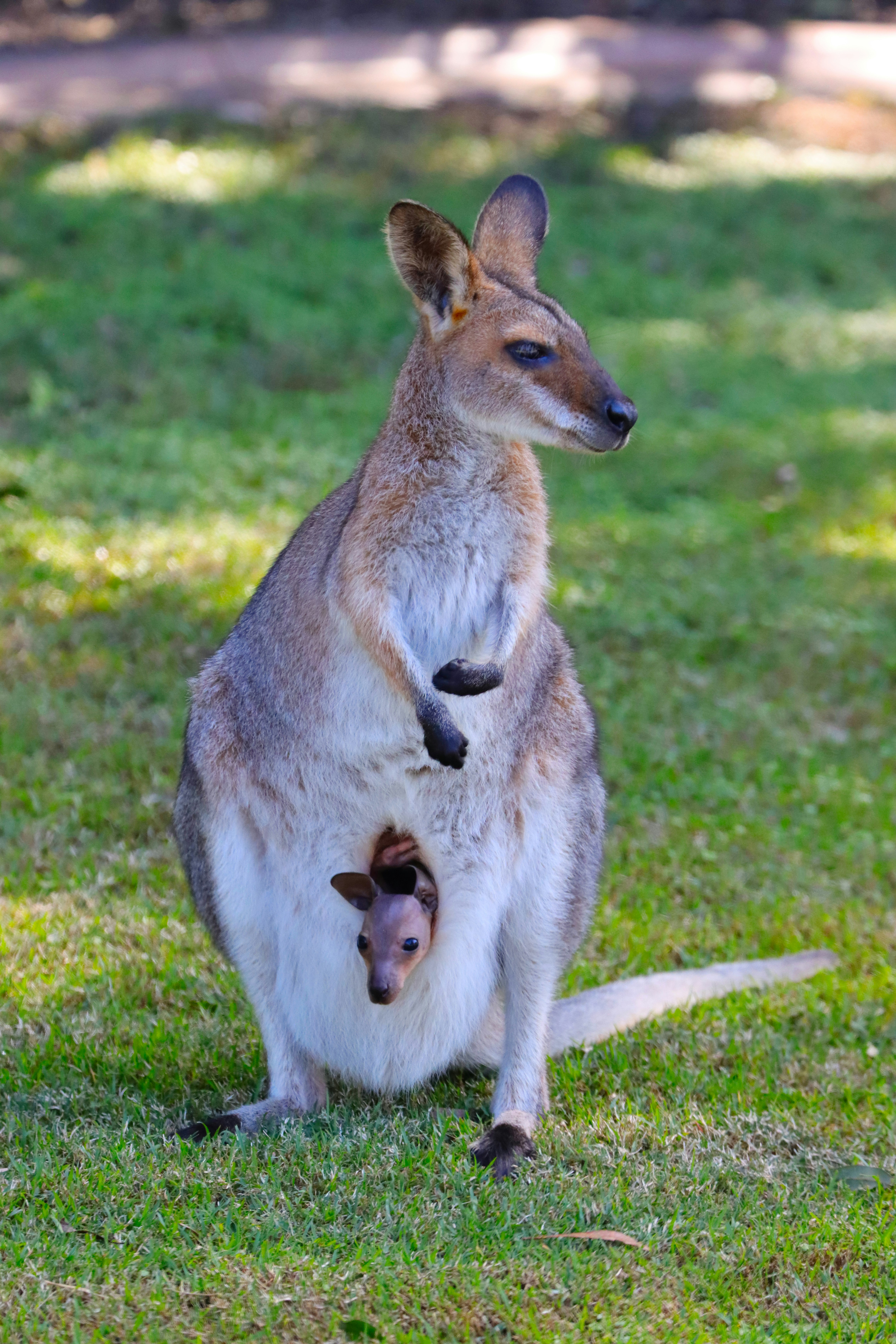 A kangaroo with a baby kangaroo photo – Free Kangaroo Image on Unsplash
