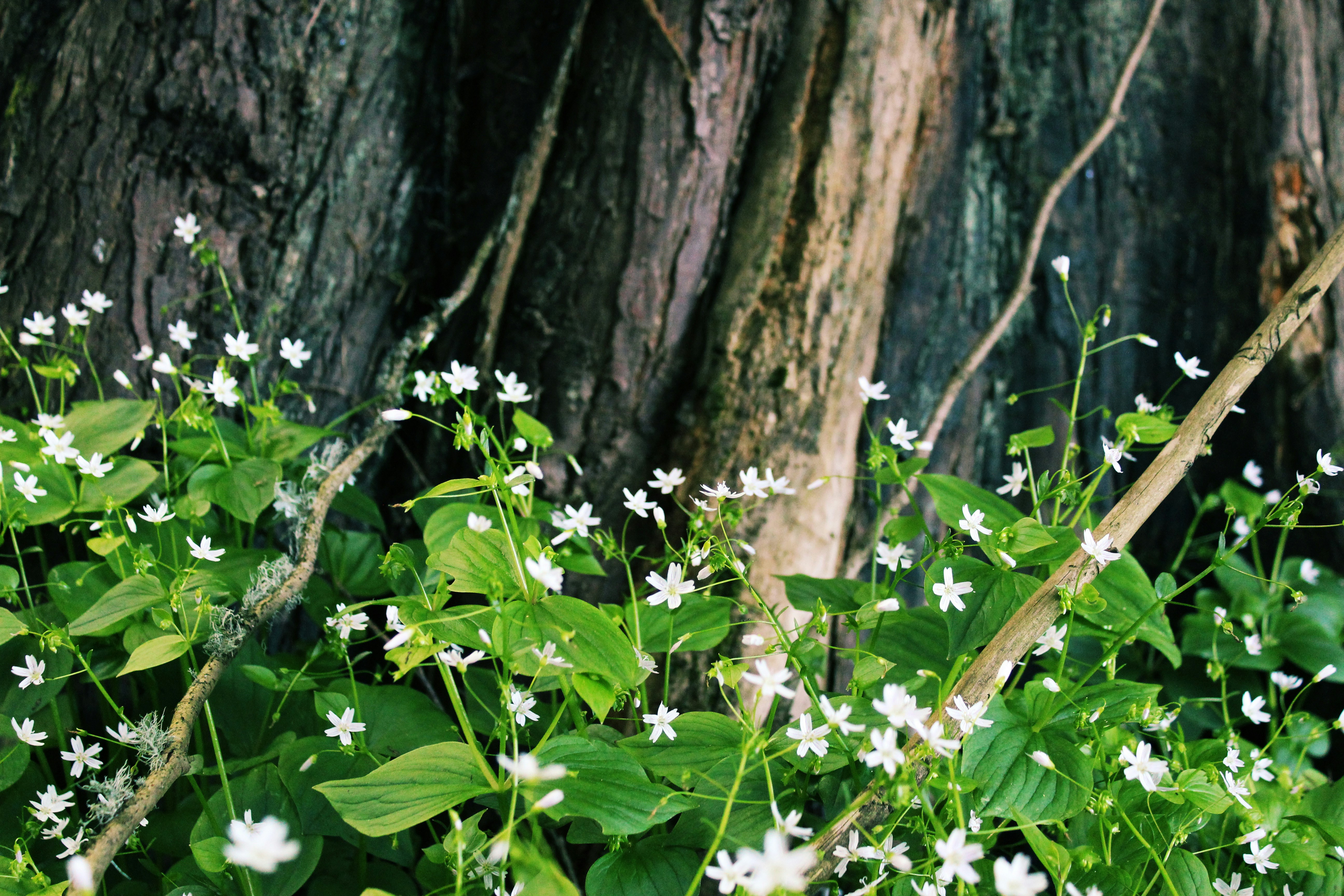 Delicate white flowers bloom amidst lush green foliage at the base of a textured tree trunk.