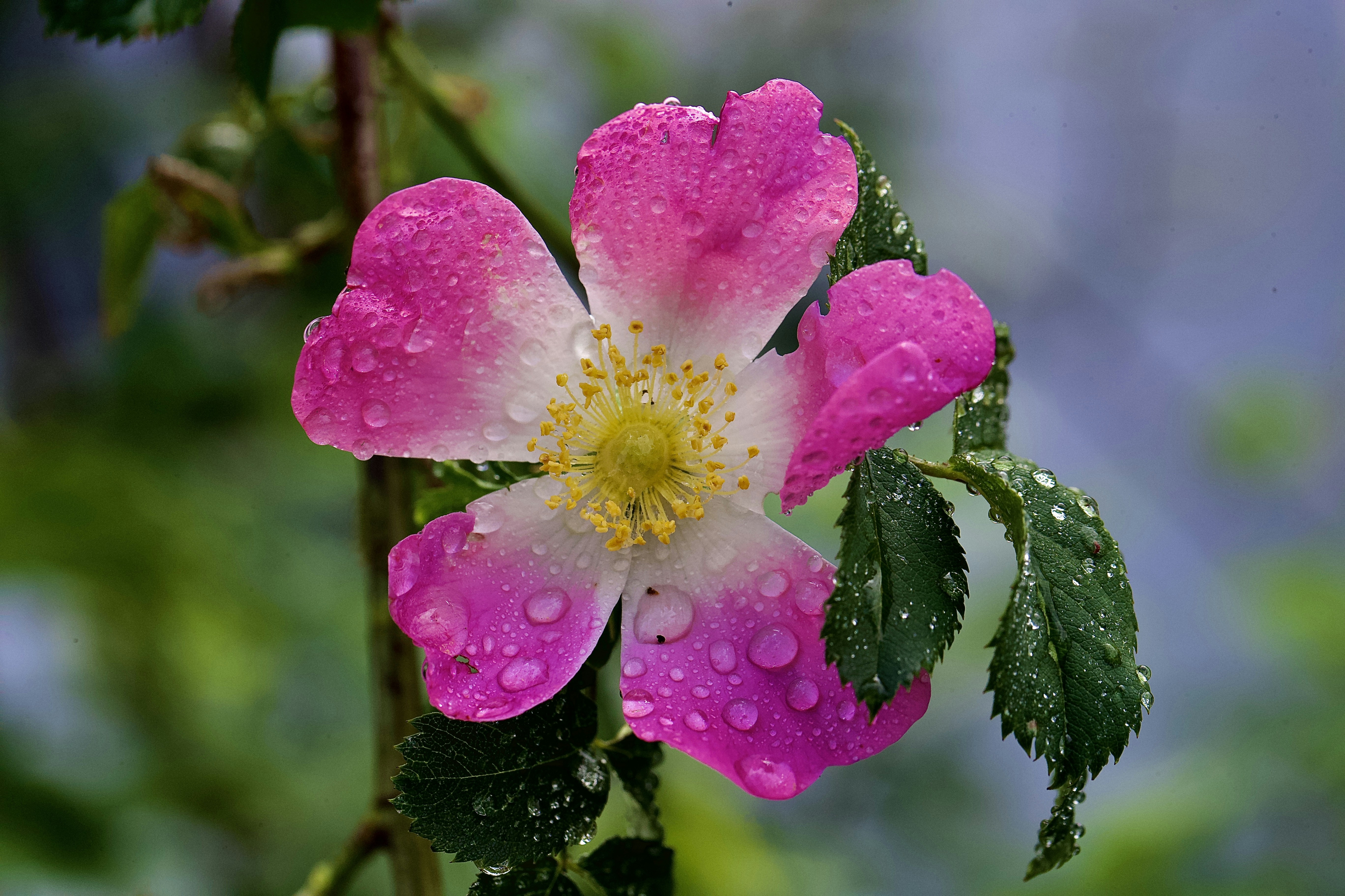 Dew-Kissed Pink Rose: a close-up study of petal texture and shimmering droplets