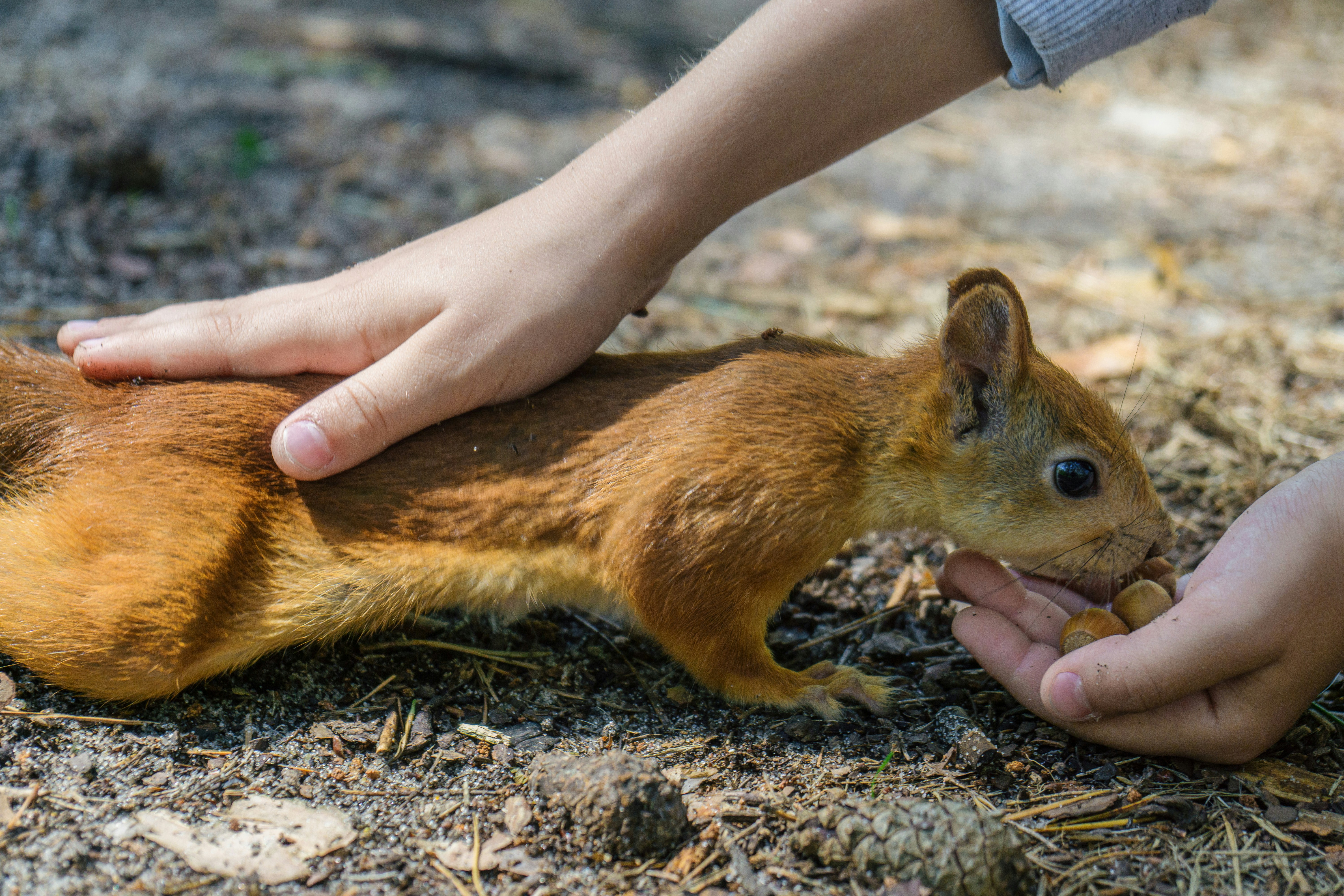 Gentle Hand and Whiskered Snack: A Squirrel's Pause