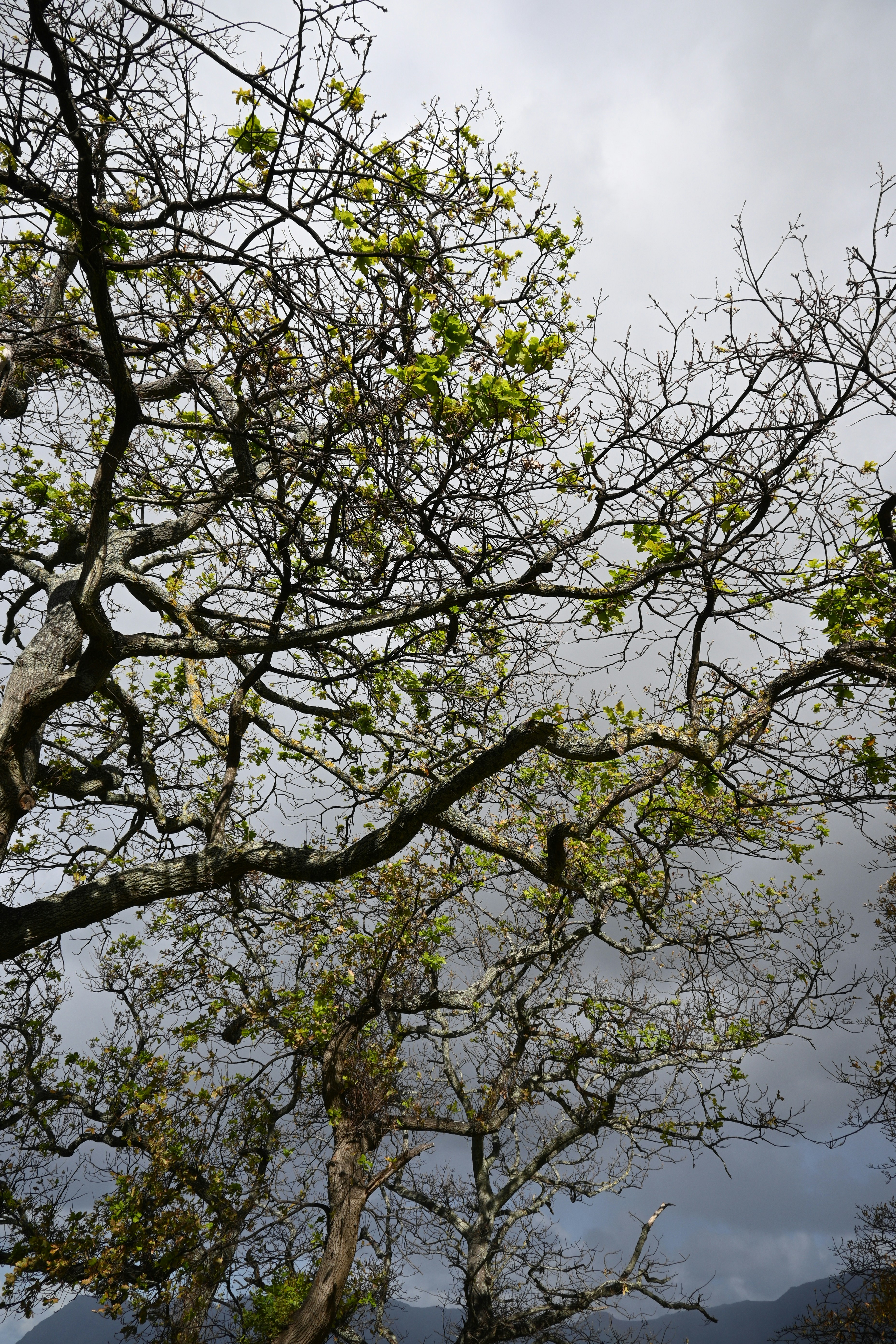 Whispers of Nature: A Dance of Branches and Sky