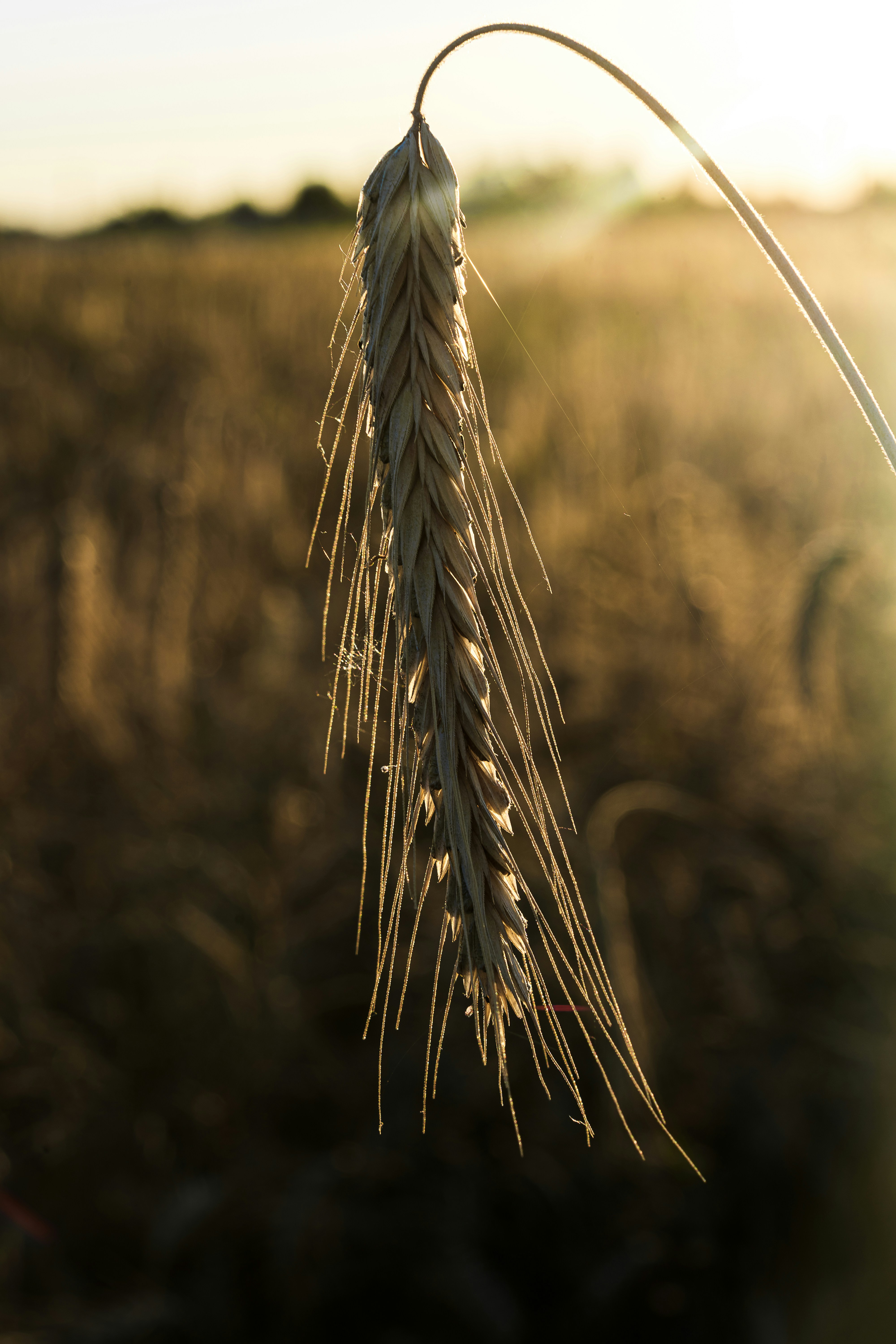 Sunlit Wheat Spike at Golden Hour: a Quiet Field Study