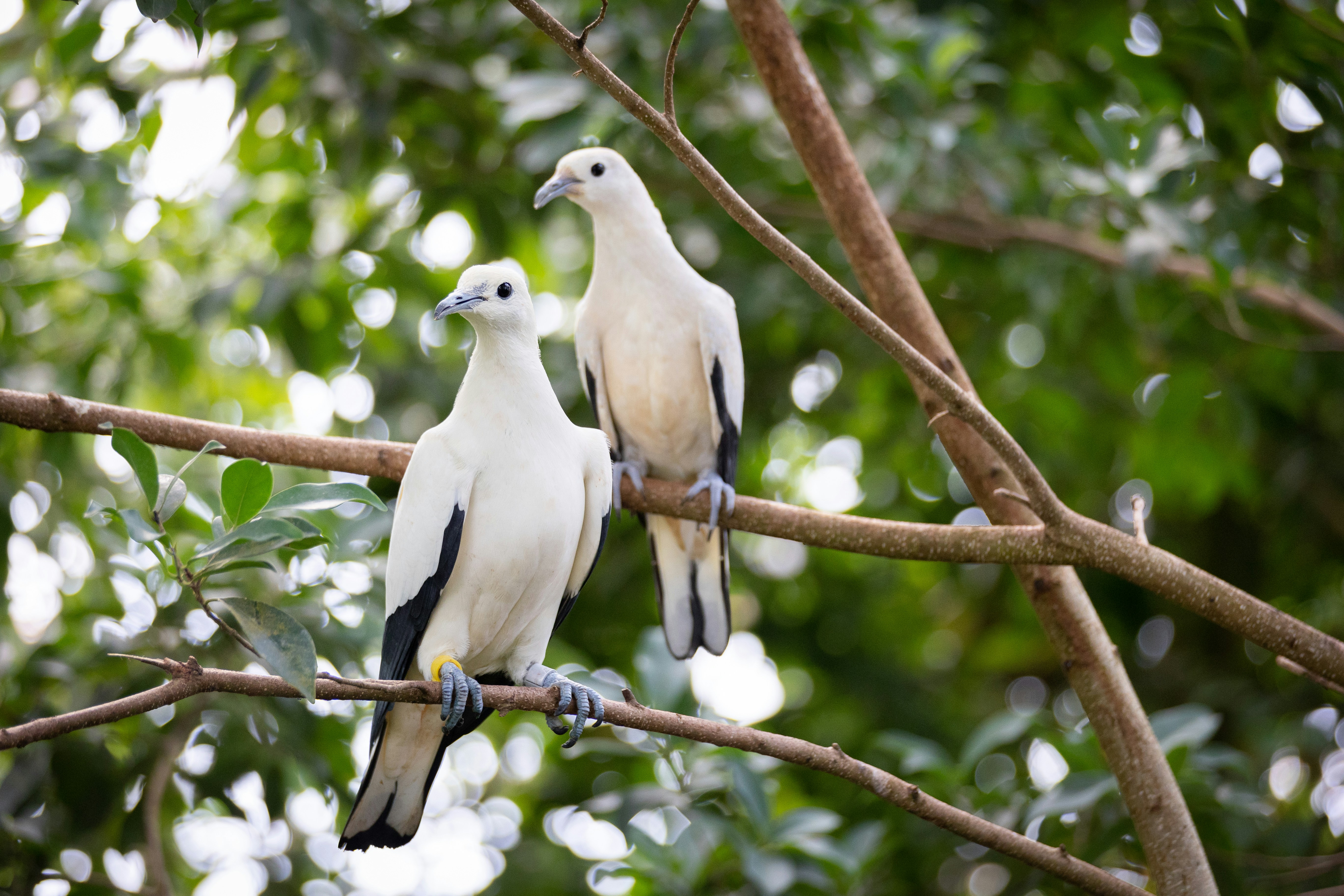 Two Ivory Doves Rest on a Leafy Branch in a Lush Canopy