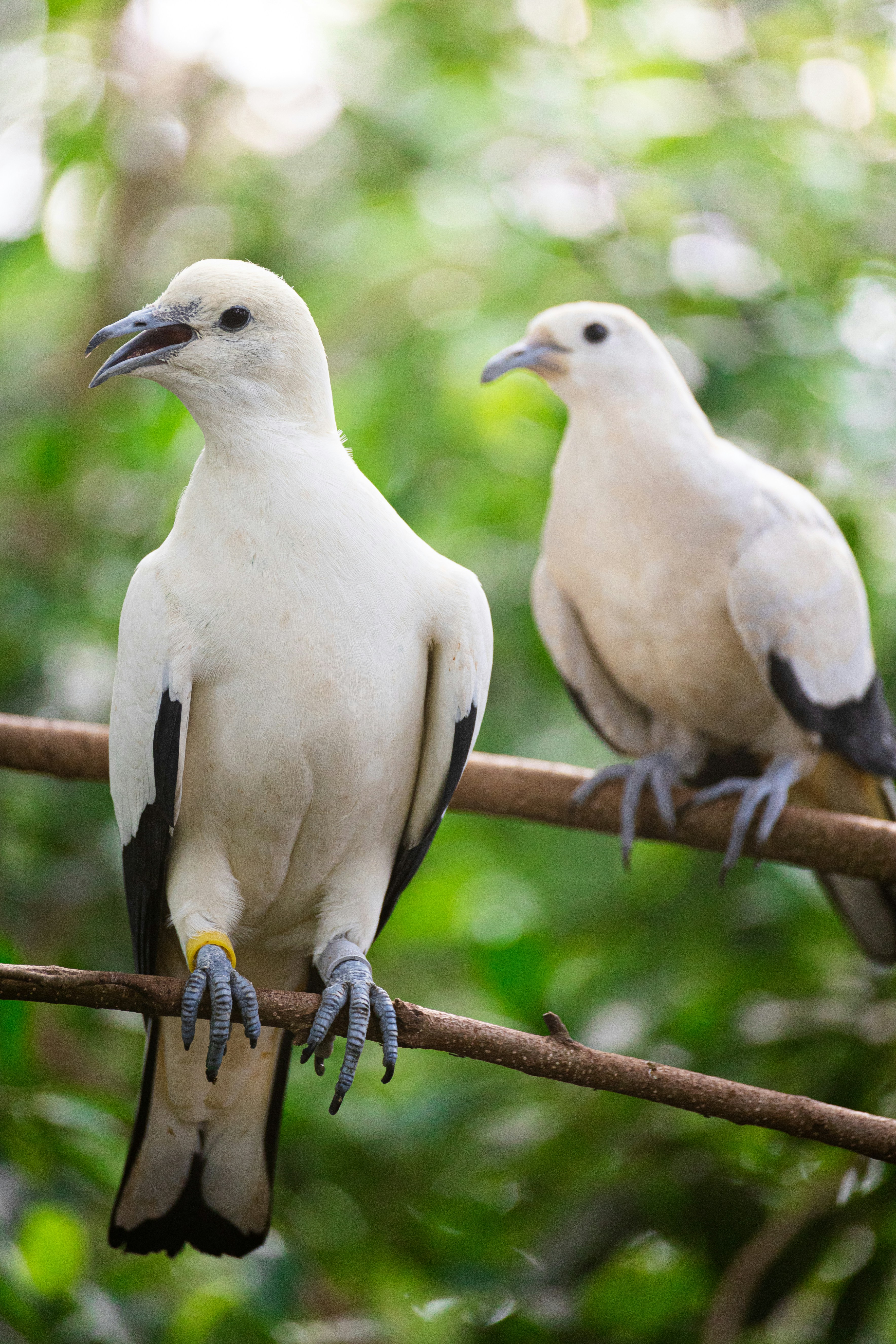 Two White Doves on a Branch: Quiet Confidence in Green Light