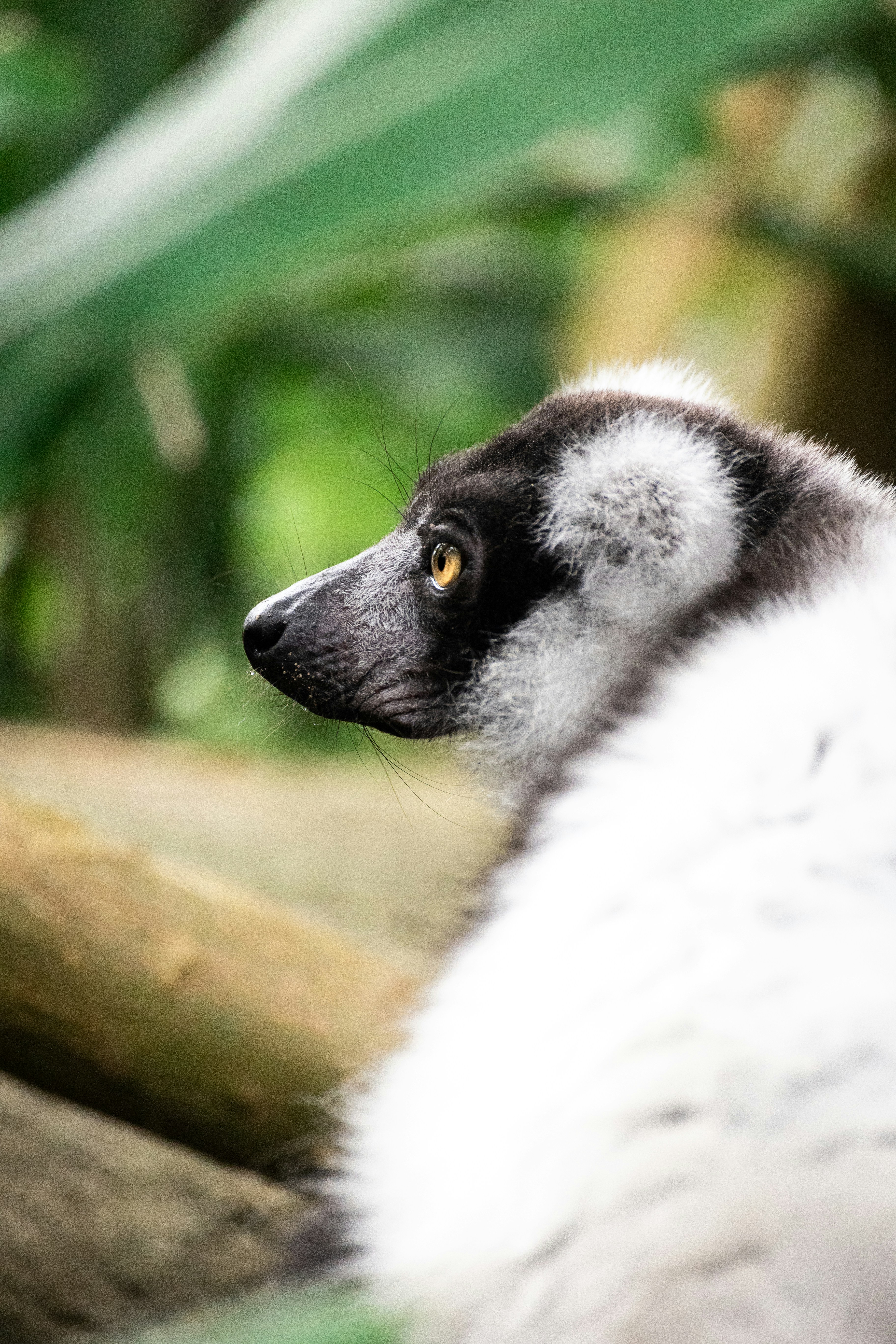 Amber Eye in Quiet Green: A Lemur's Profile