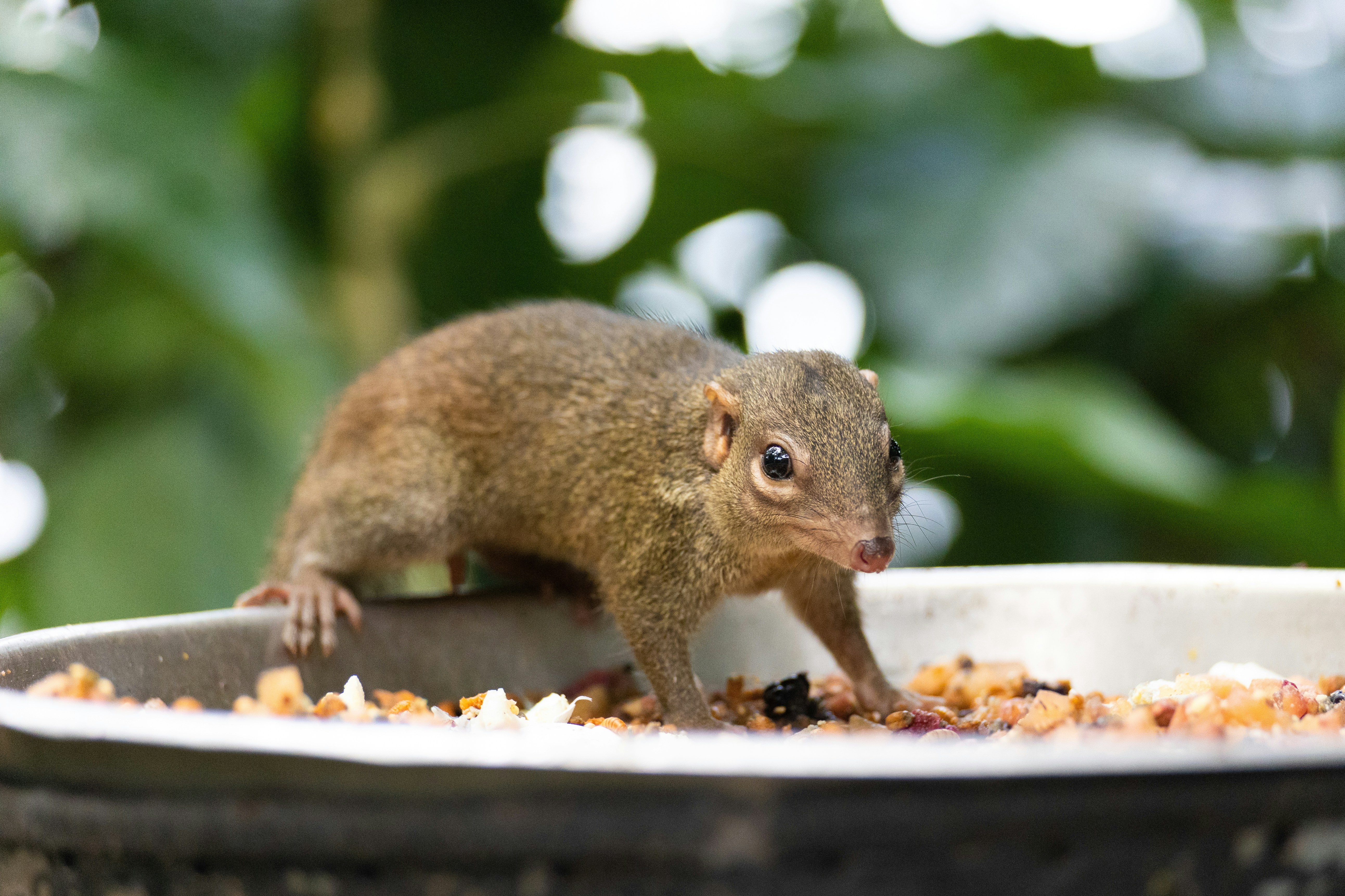A small animal eating food photo – Free Rat Image on Unsplash